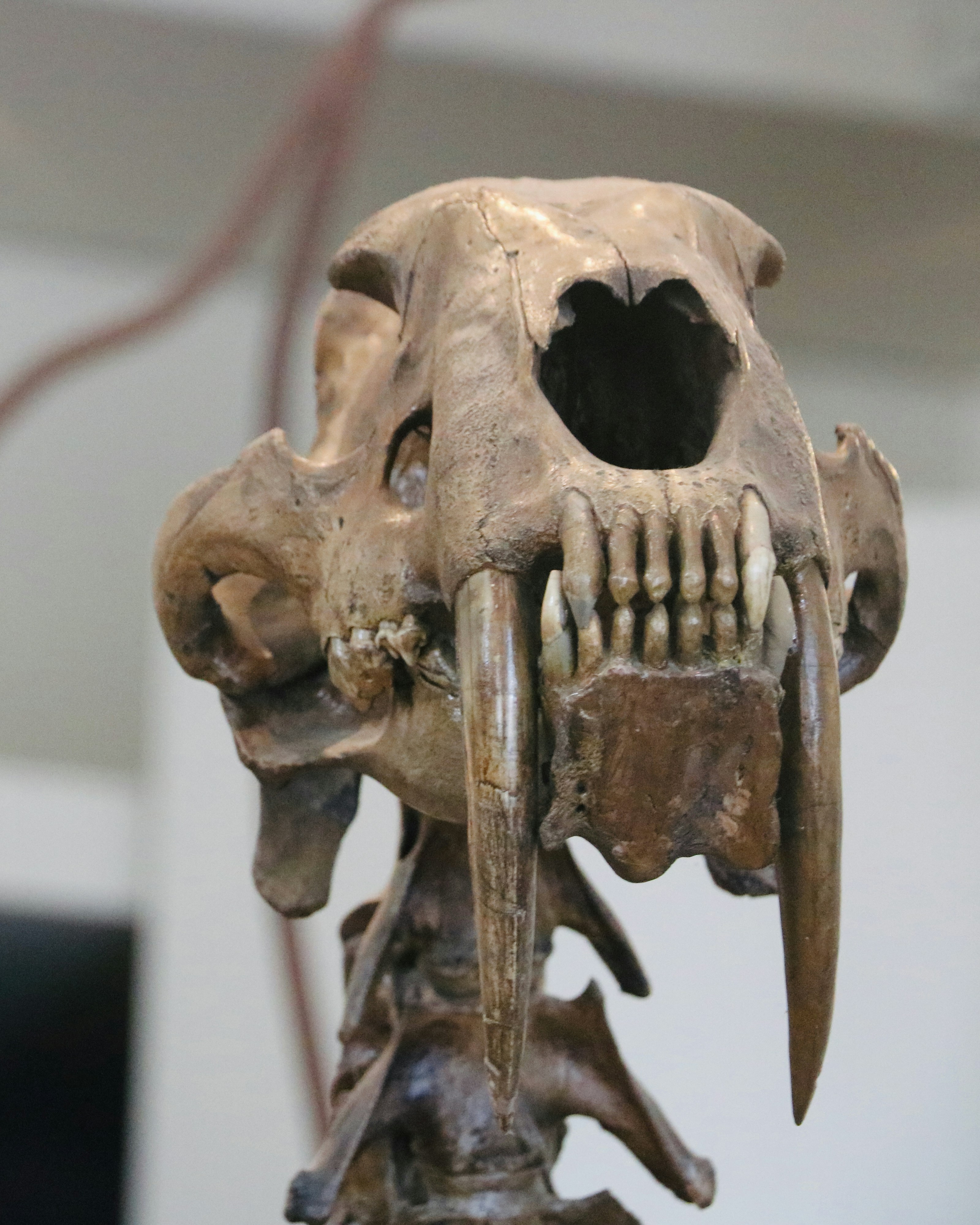Fossilized skull of a Smilodon with prominent saber-like canines on display.