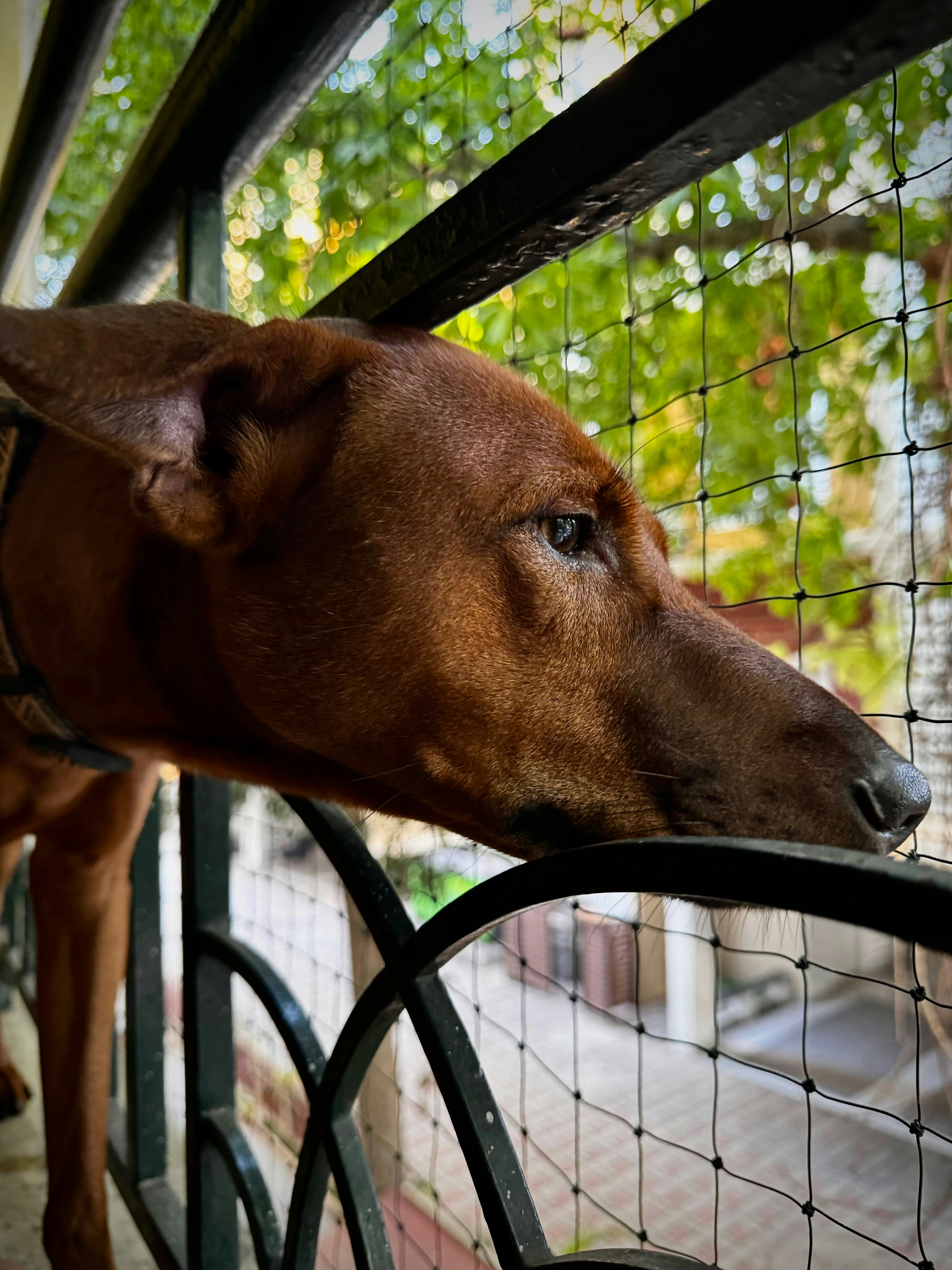 Windowed Gaze: A Hound Peering Through a Fence