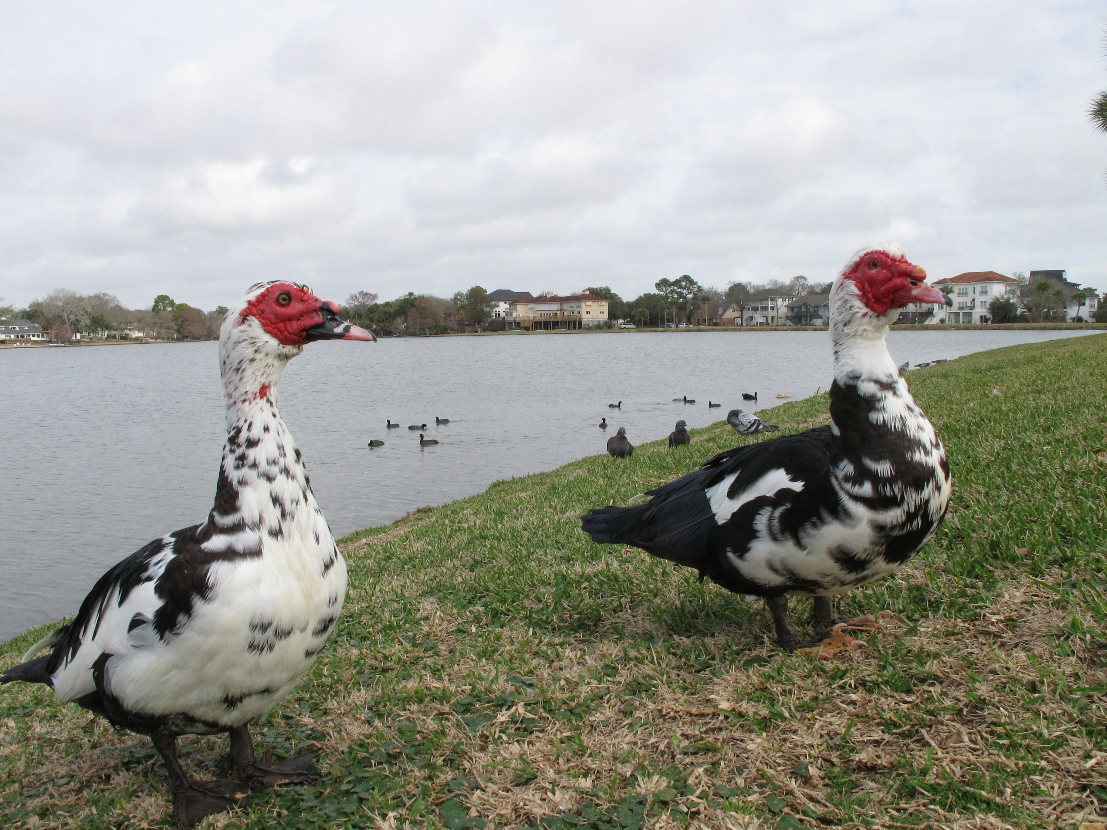 a couple of ducks standing on top of a grass covered field