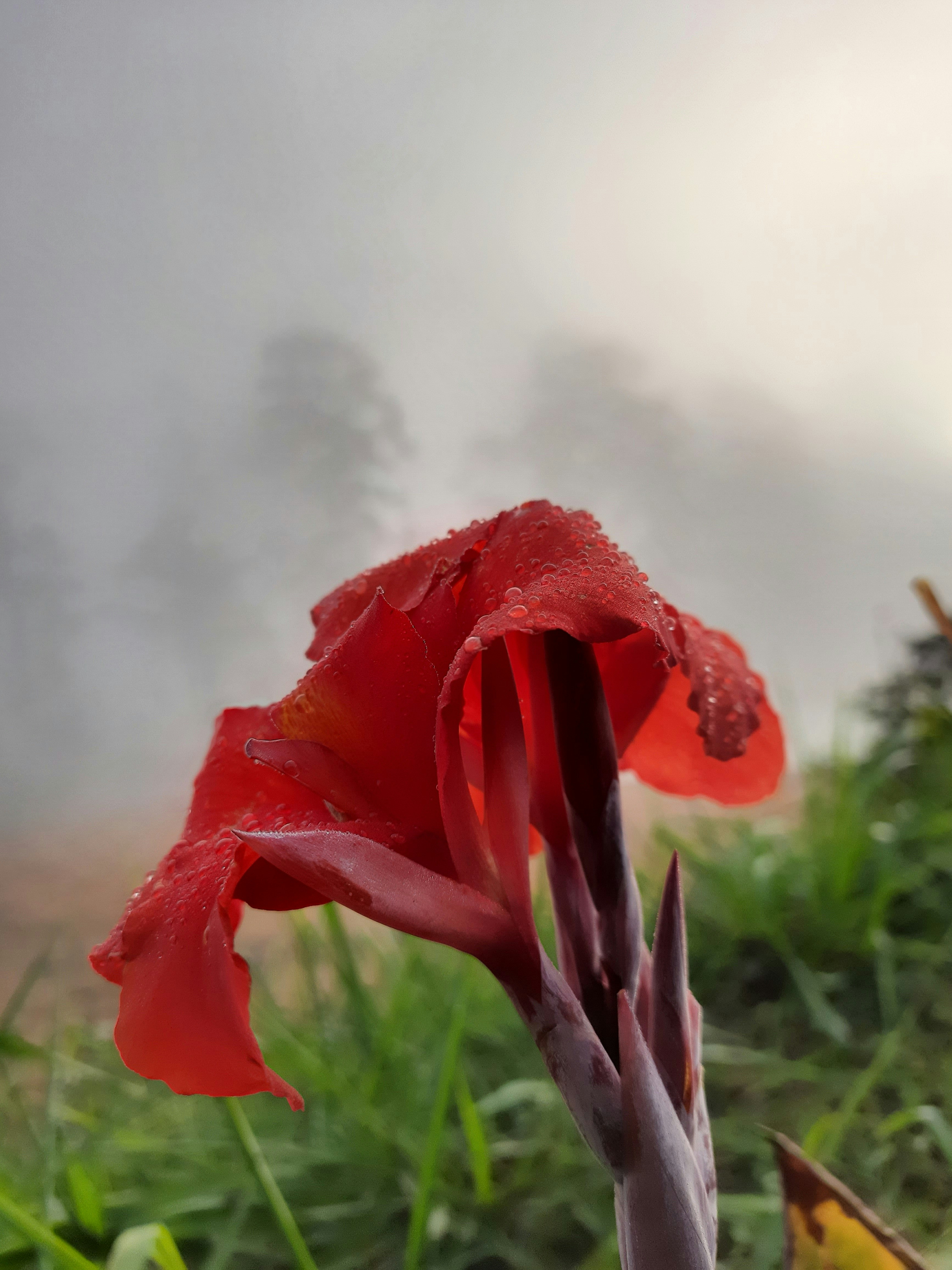 Dew-Kissed Red Lily Emerges Through Morning Mist