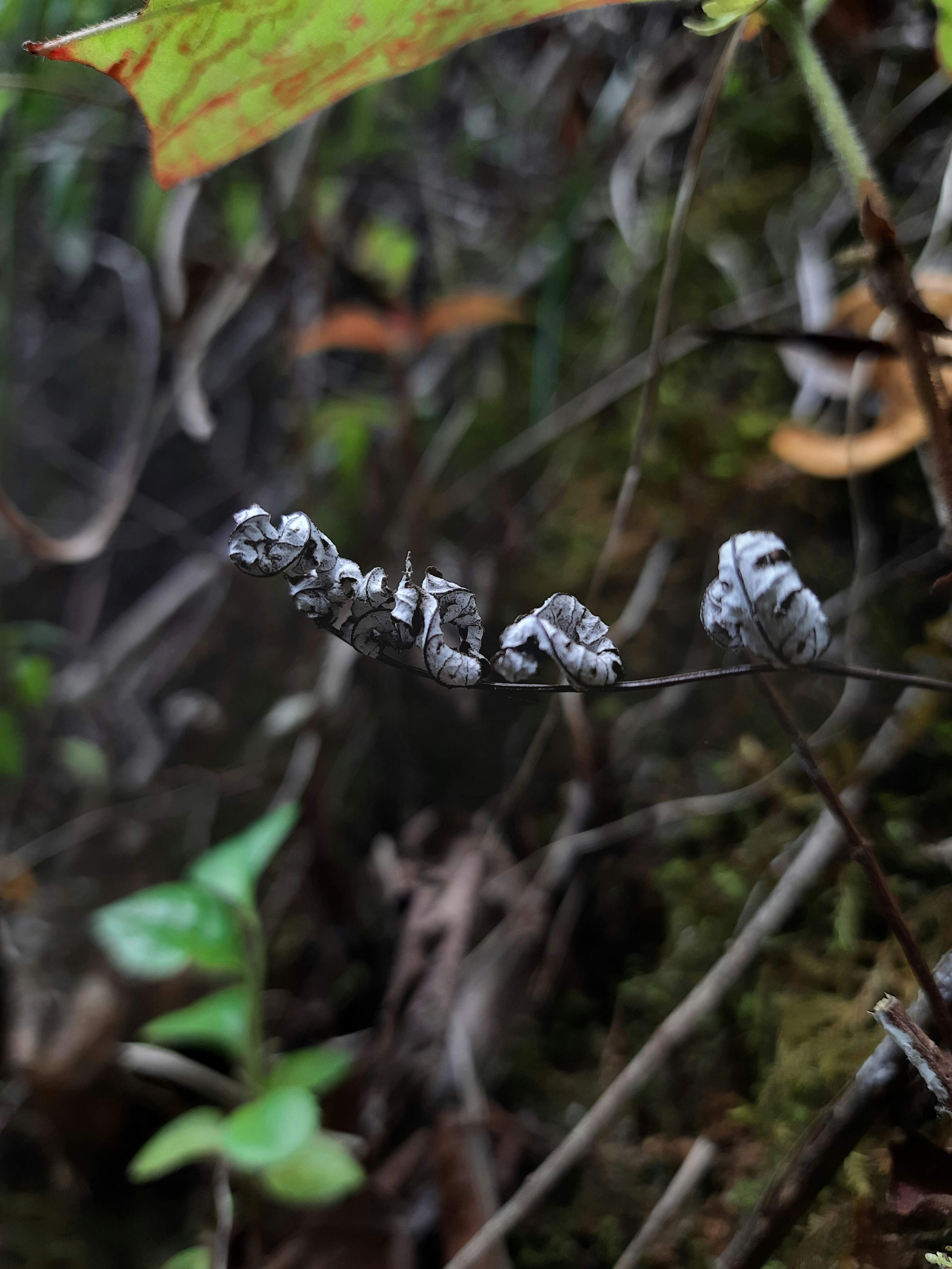 Frosted Seed Pods on a Quiet Twig: Textures in a Shadowed Understory
