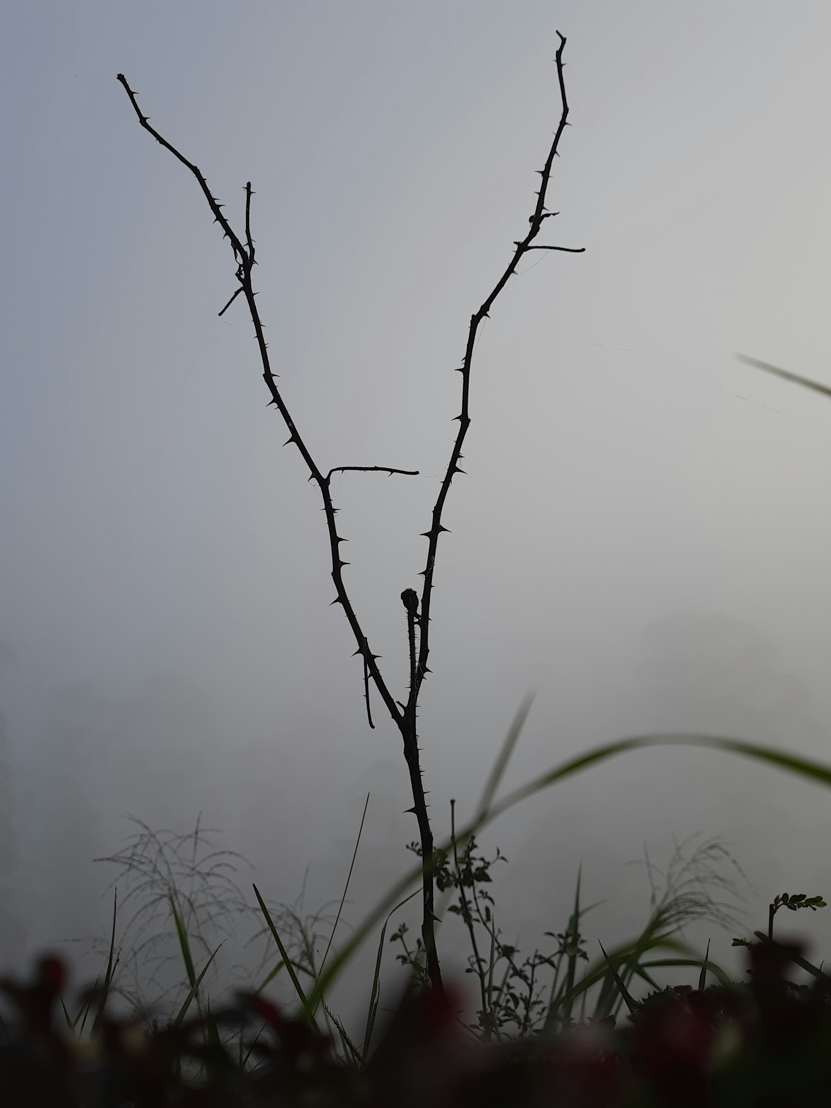 Lone Twig in Dawn Fog: A Minimal Portrait of Silence