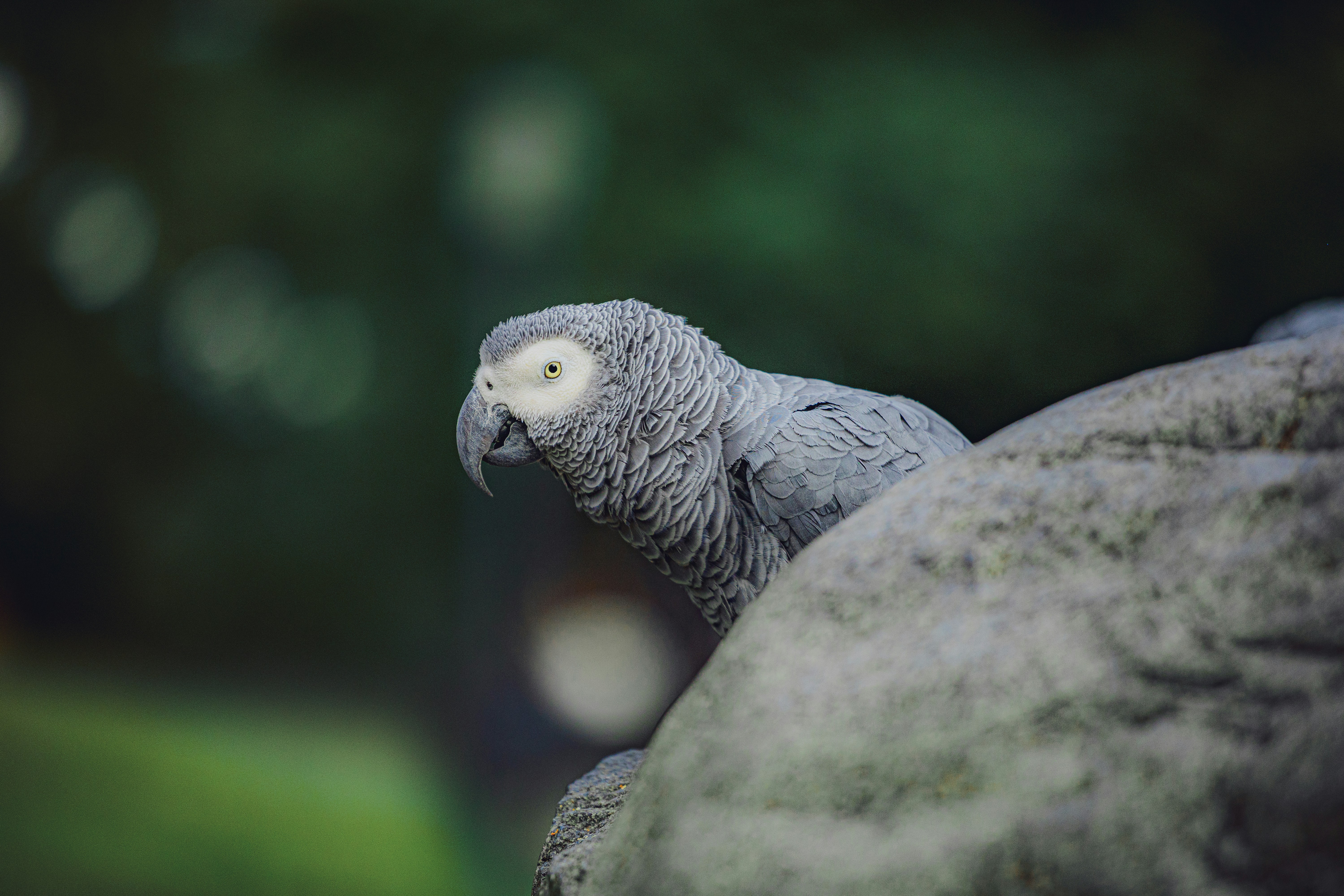Grey Sentinel: African Grey Parrot Perched on Weathered Rock