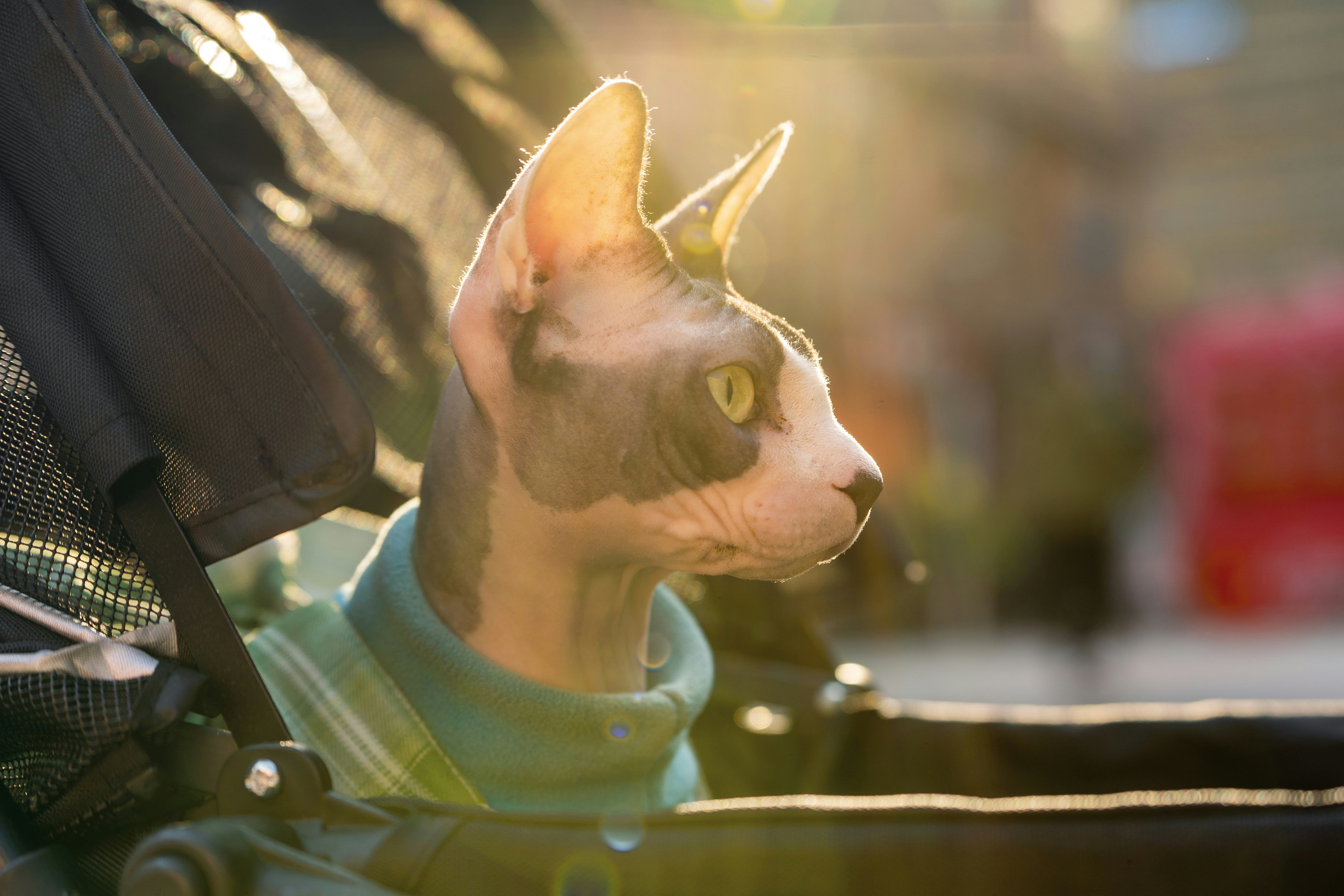 Sunlit Sphynx in a Stroller: Portrait in Golden Backlight