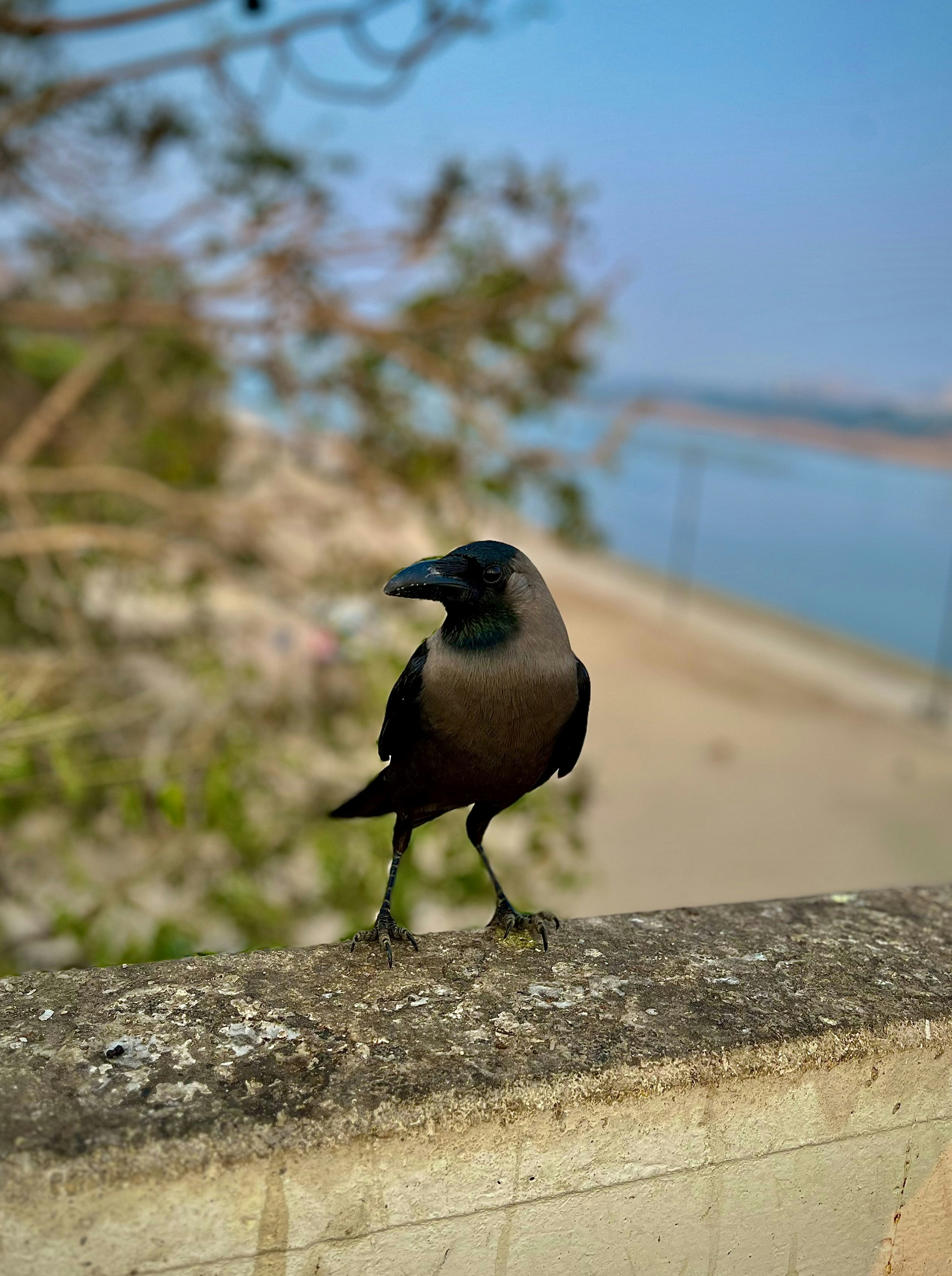 Seaside Sentinel: Crow Perches on a Weathered Rail Over the Blue Calm