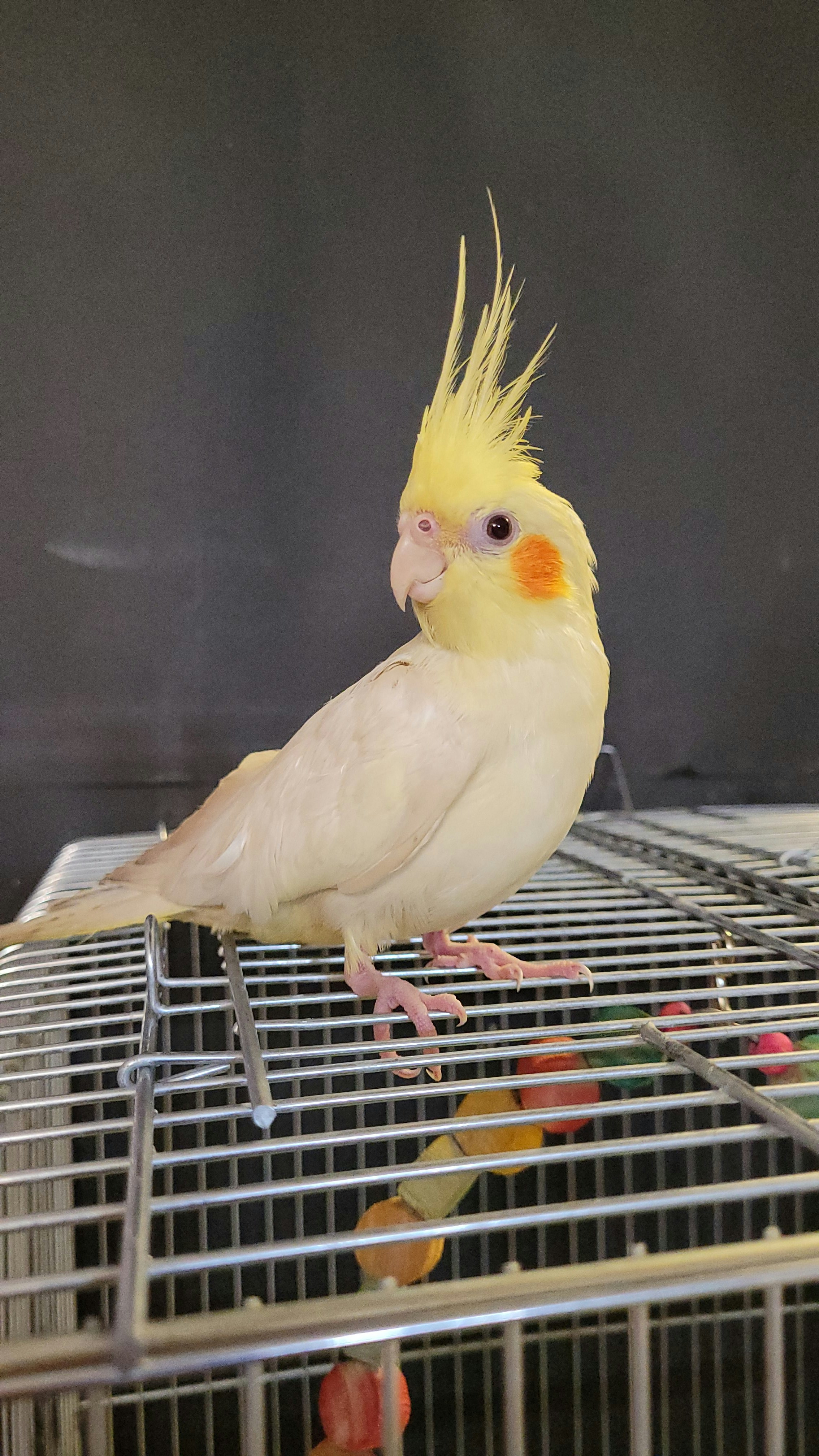 Crested Cockatiel on a Chrome Cage: Sunlit Yellow Plumage in Focus