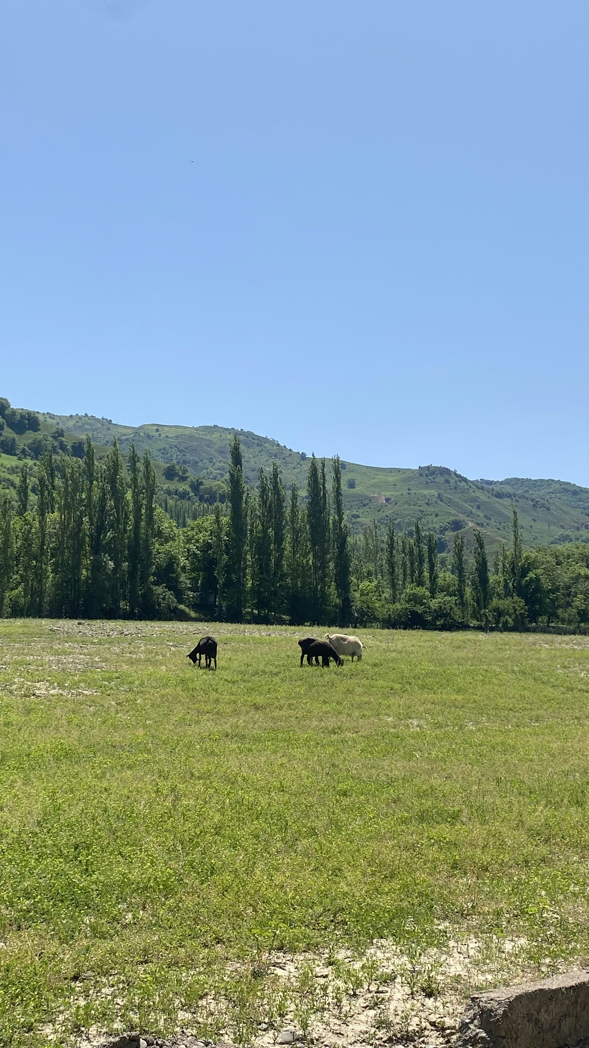 Grazers in a Cerulean Field: Three Animals Under a Wide Summer Sky