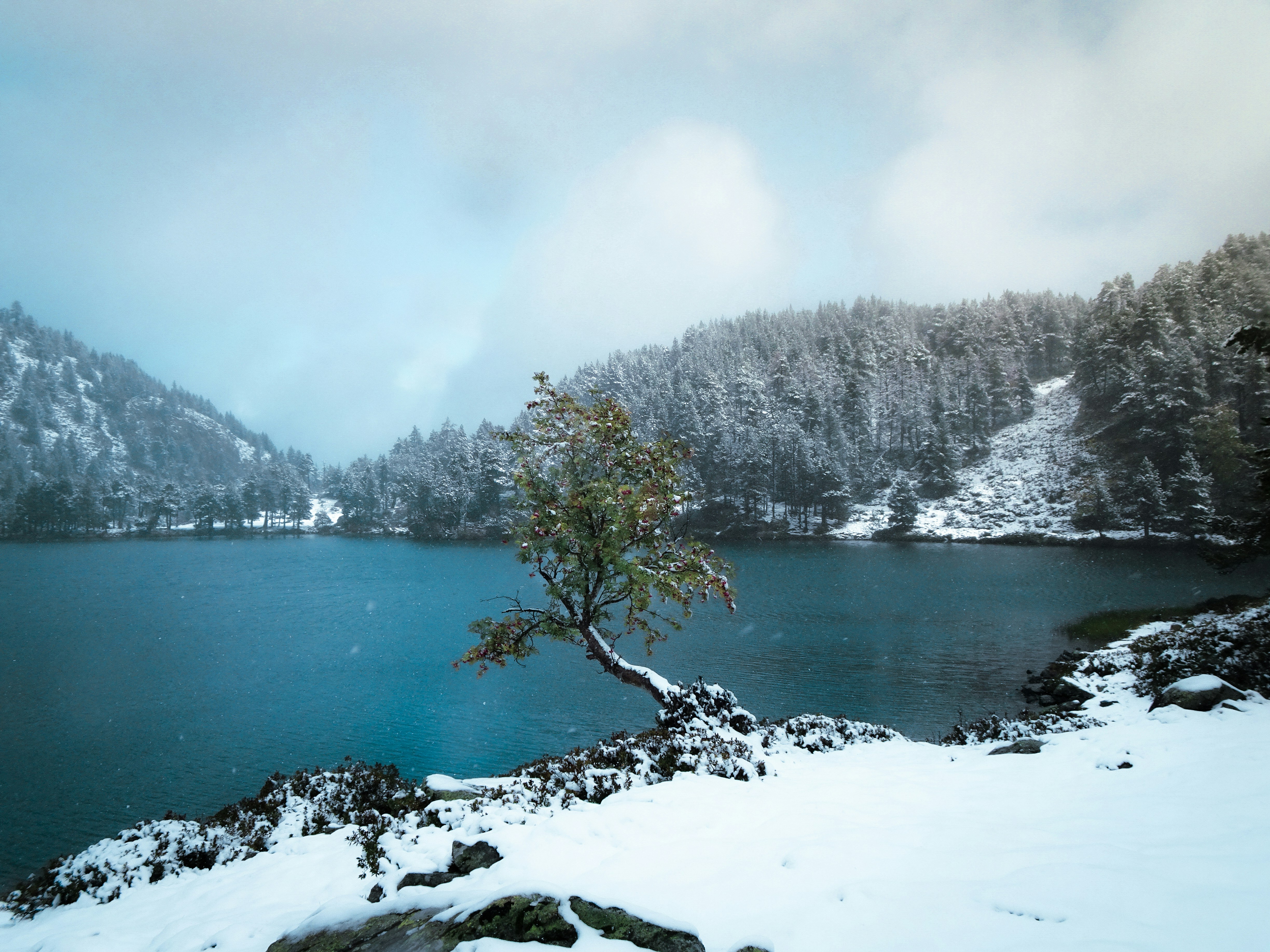 A lone tree clings to the rocky shore of a snow-covered lake, surrounded by a misty landscape of coniferous trees and a tranquil blue water surface.