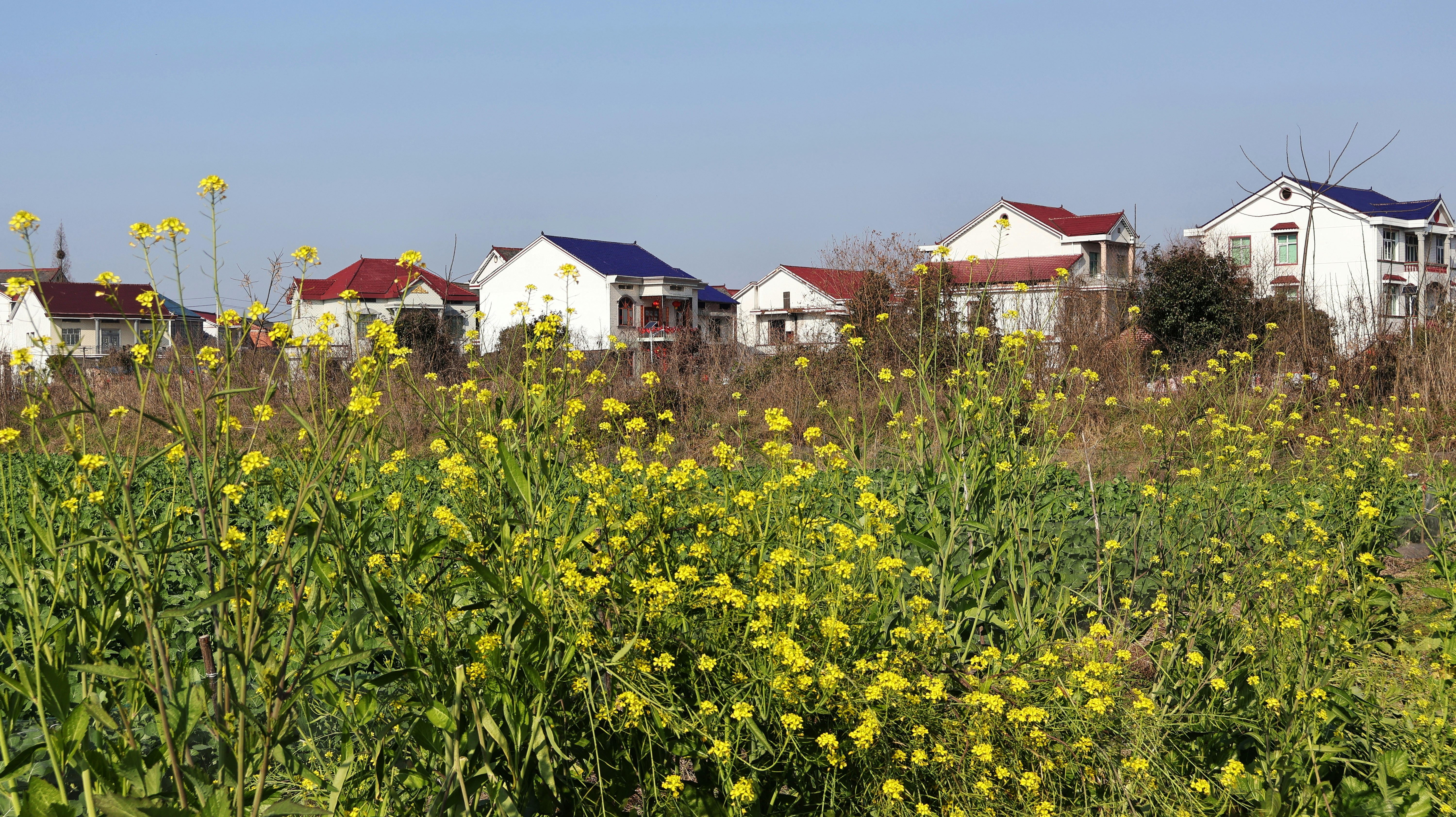 A bunch of houses that are in the grass photo – Free Nature Image on ...