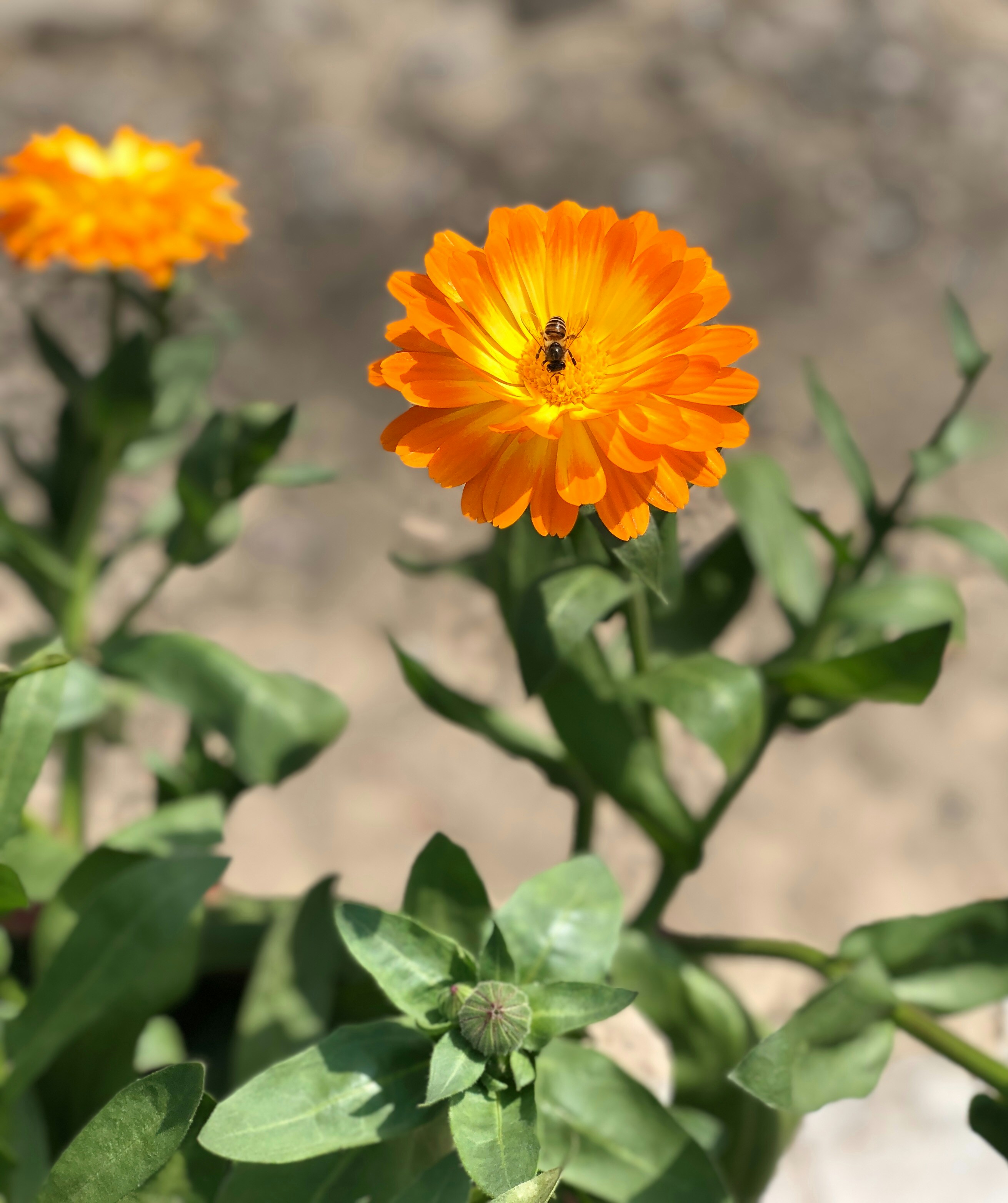 Center-Stage Marigold: A Tiny Visitor on Bright Orange Petals