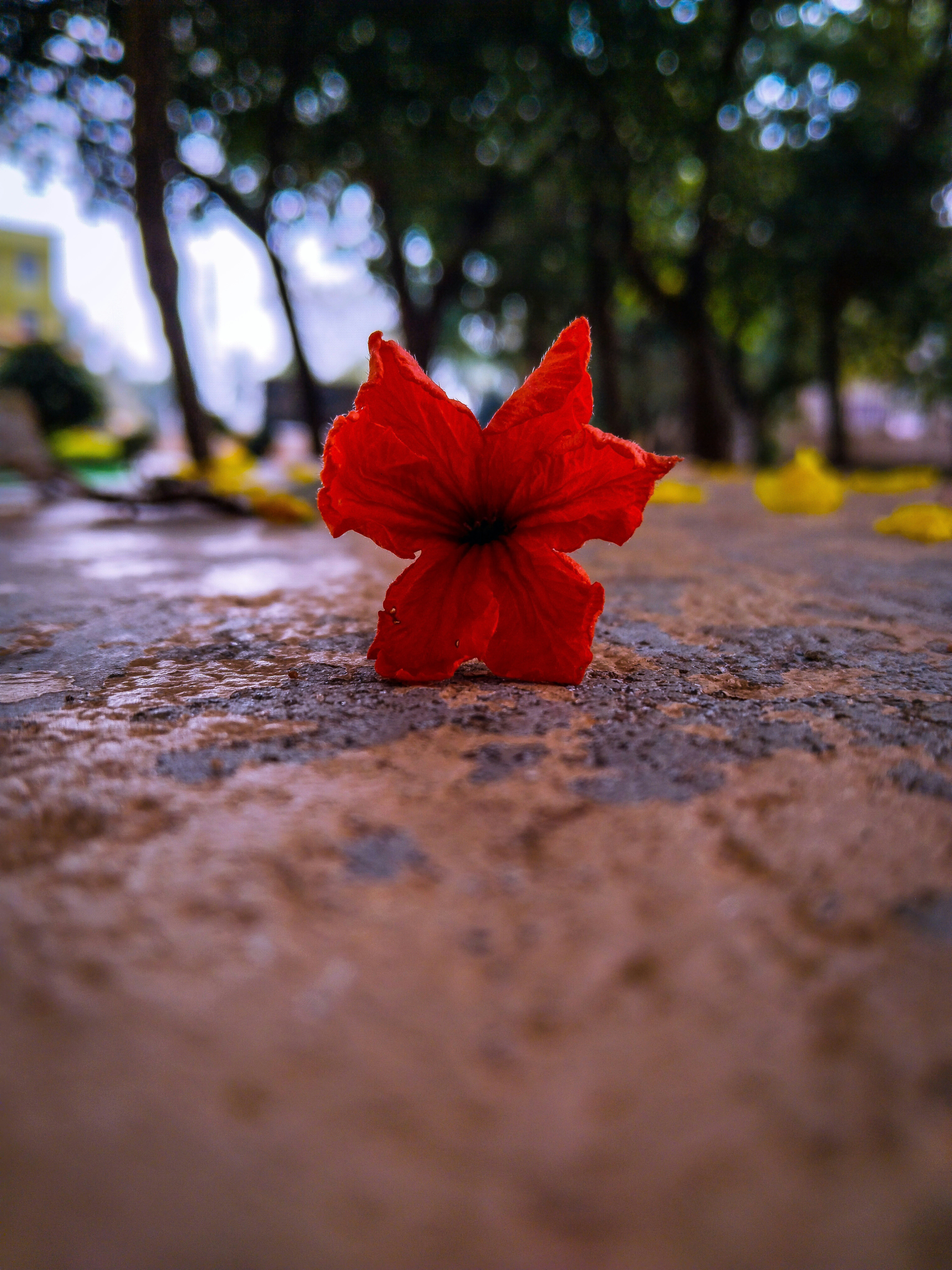 a red flower sitting on the side of a road