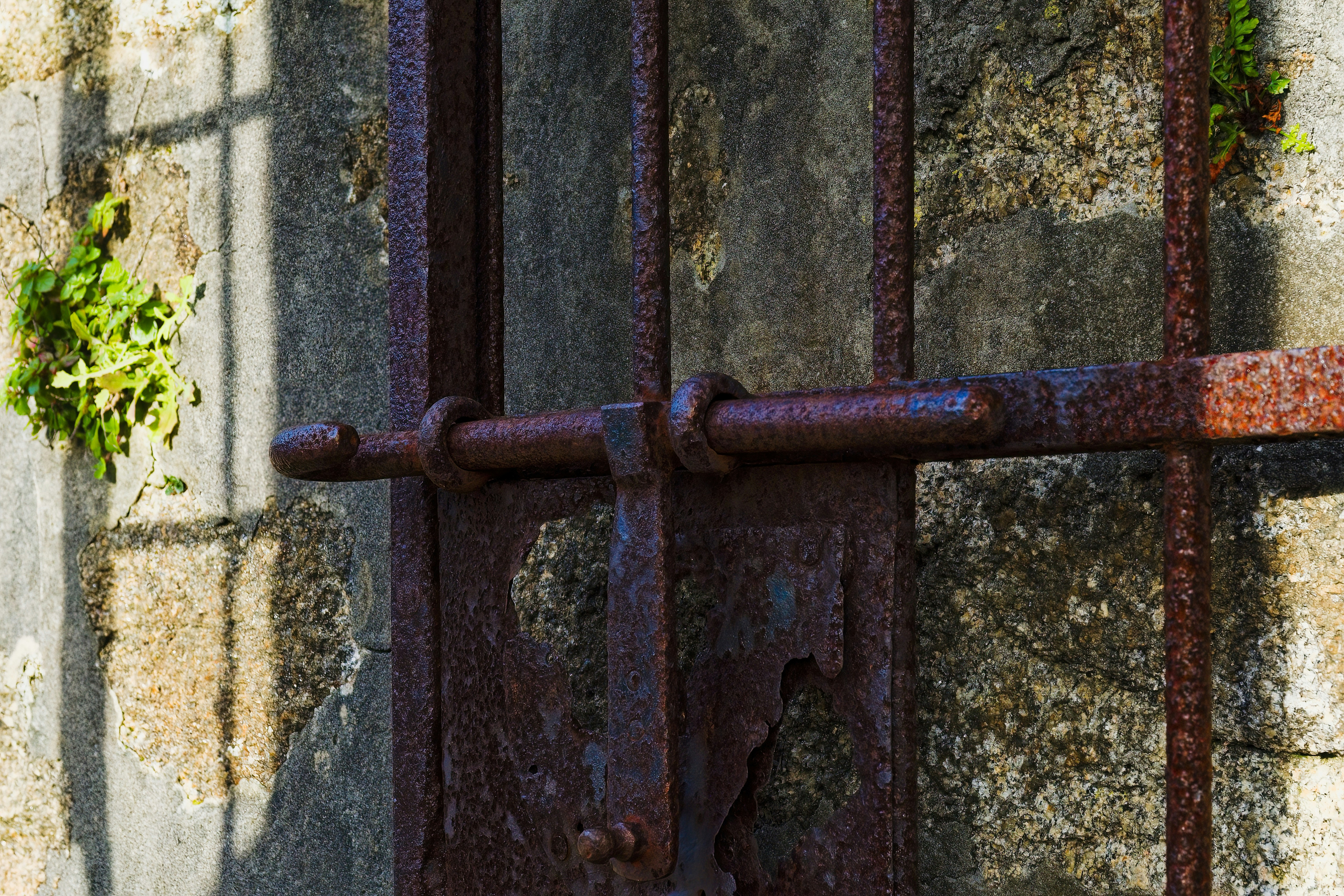 A rusted iron gate with vines growing on it photo – Free Background ...