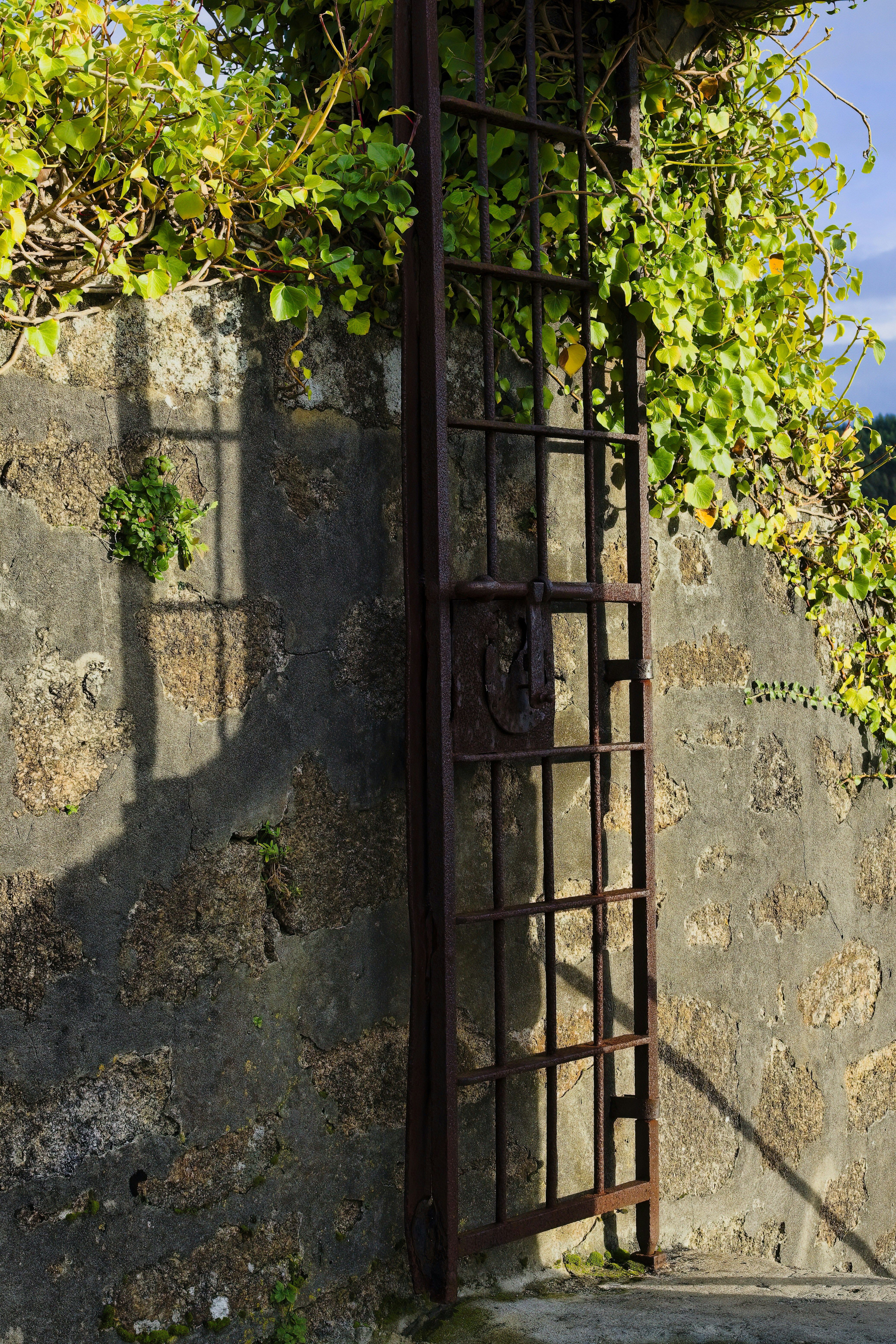 An old iron window with vines growing over it photo – Free Ferrol Image ...