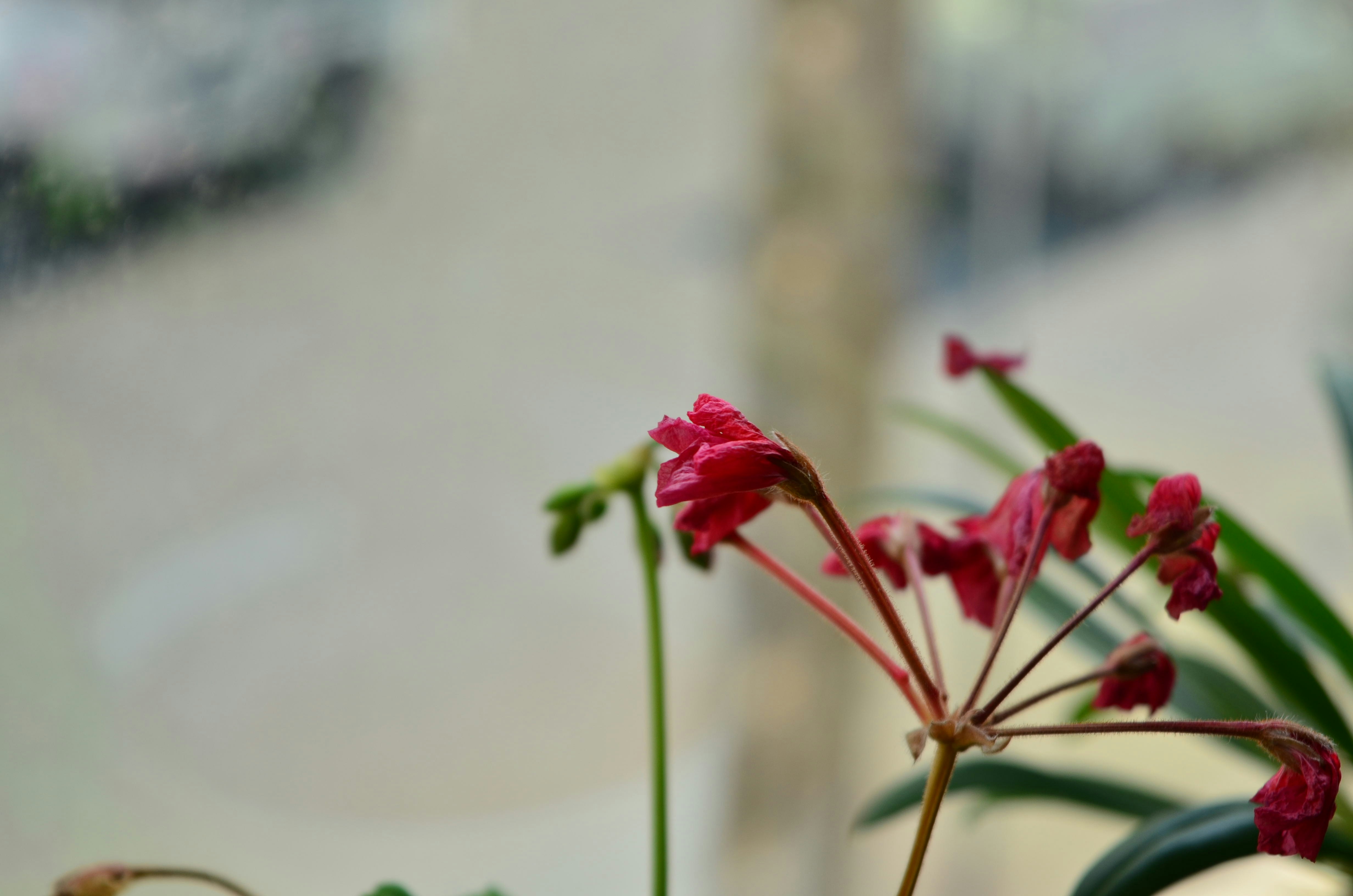 Crimson Stems Against a Blurred Window: A Close-Up of Fragile Red Blossoms