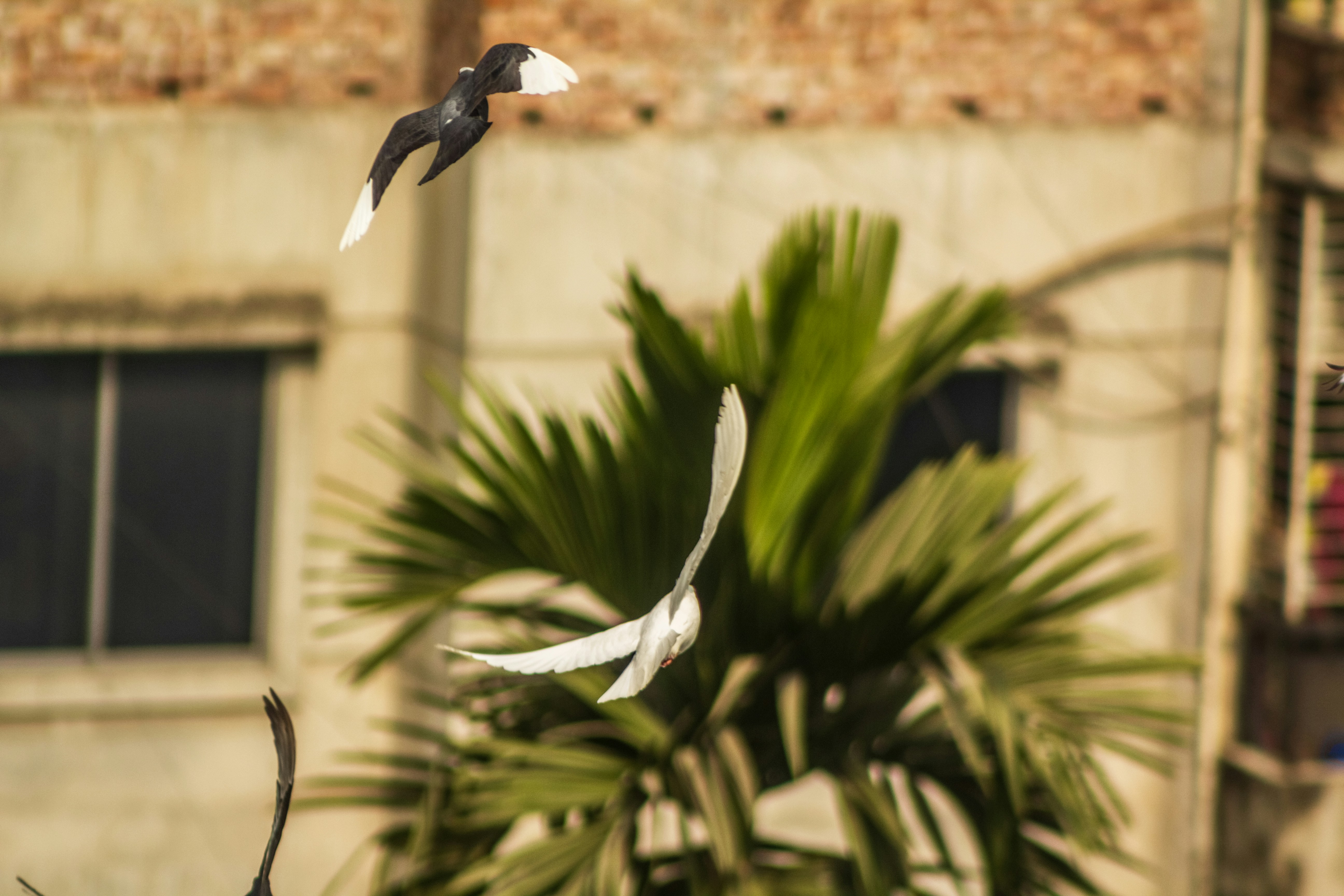 Two Seagulls Trace a Fleeting Arc Over a Palm-Framed Urban Backdrop