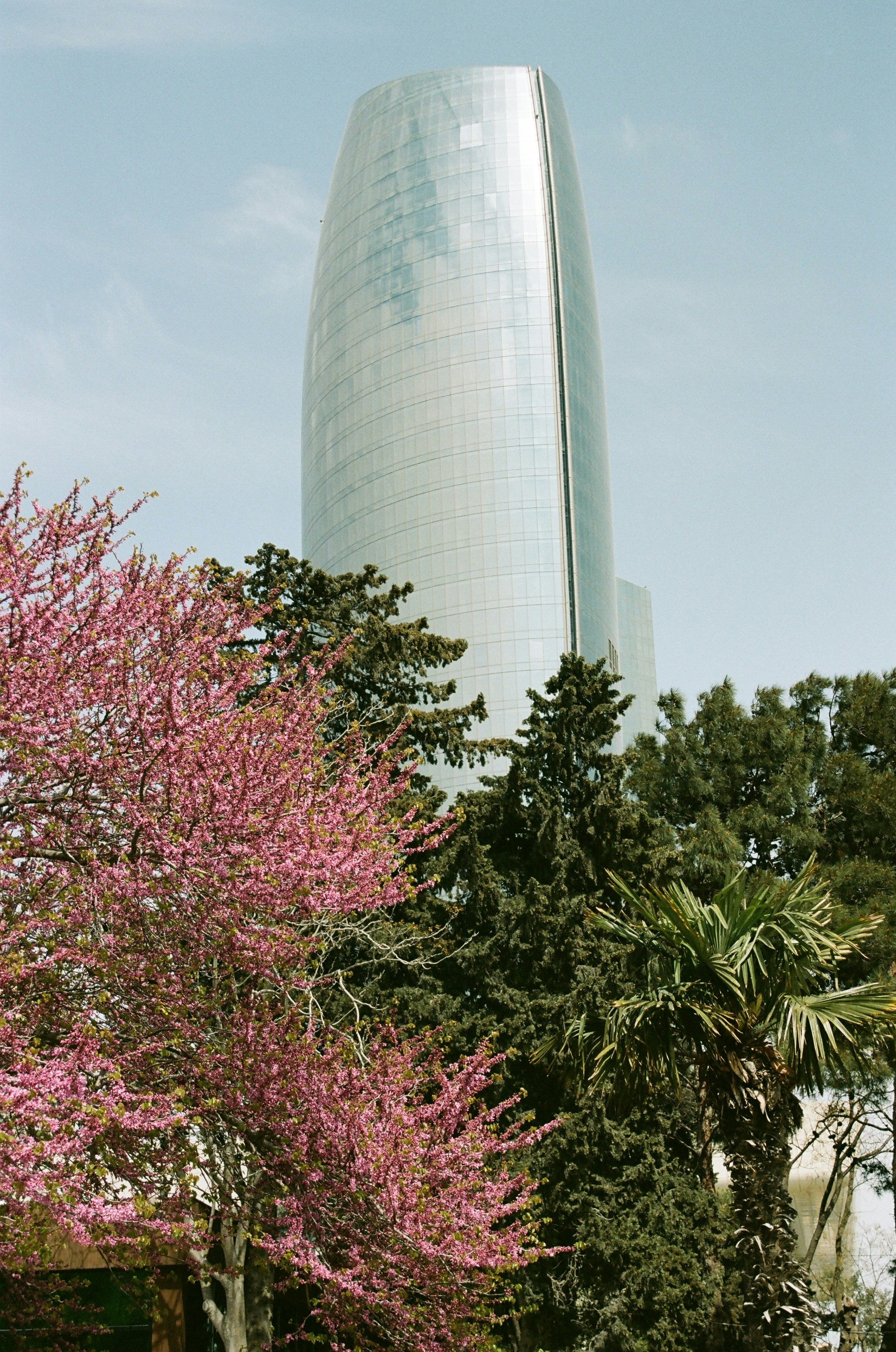 A photograph captures a tall curved glass tower rising behind vibrant pink spring blossoms and evergreen trees against a clear blue sky.