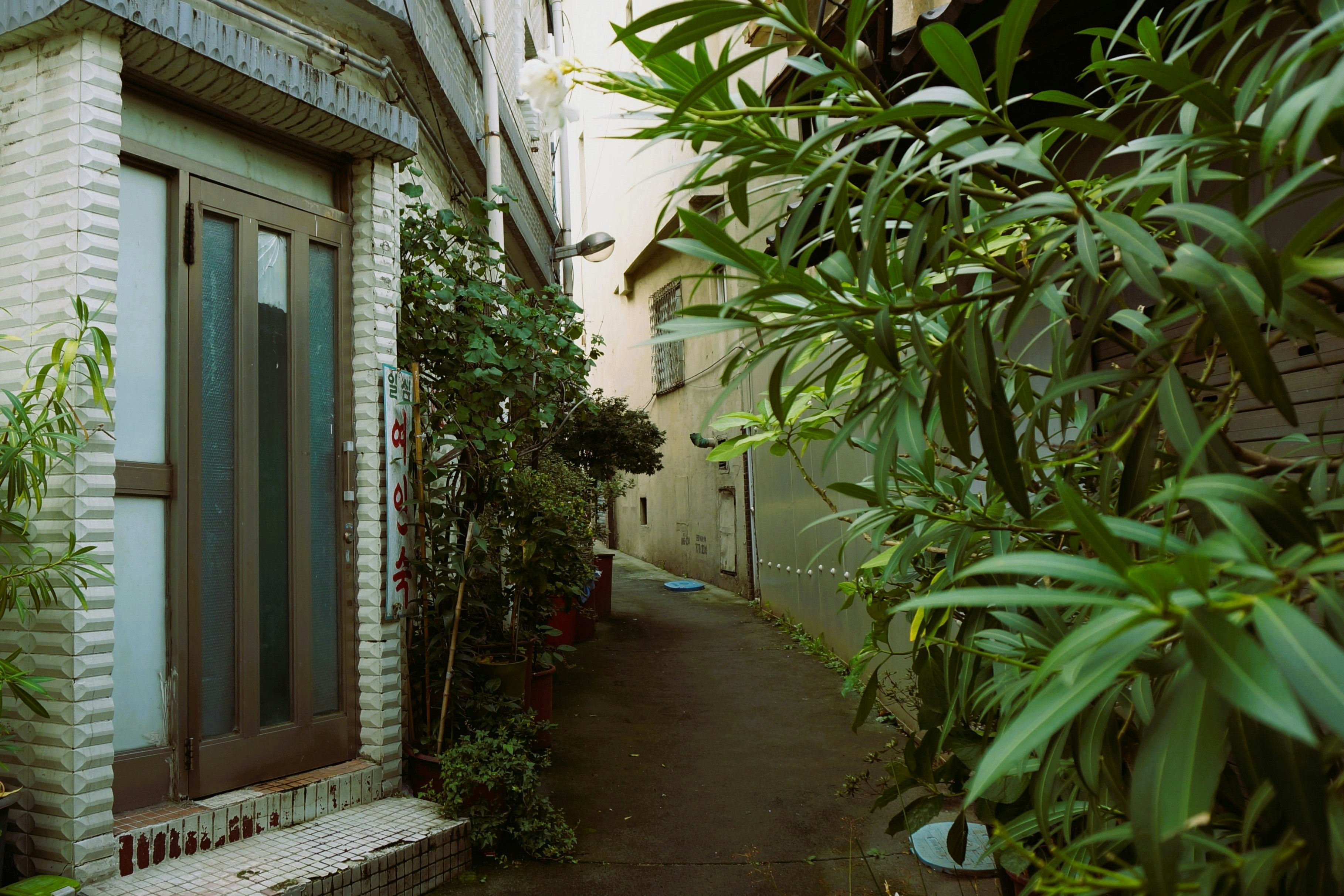 Verdant Corridor: An Alley Framed by Doors and Foliage