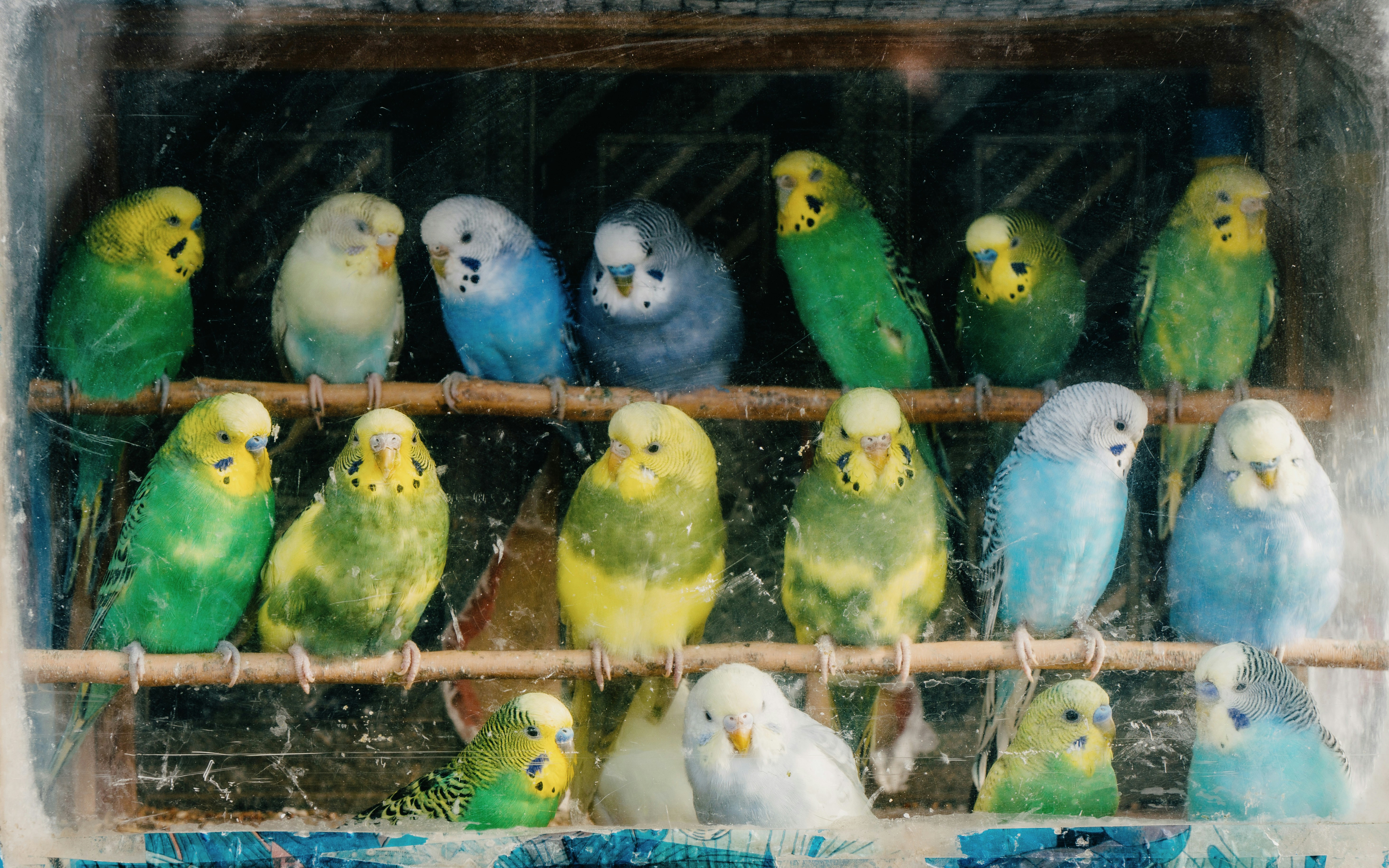 Rainbow Chorus on Thin Rails: Budgies in a Sunlit Cage
