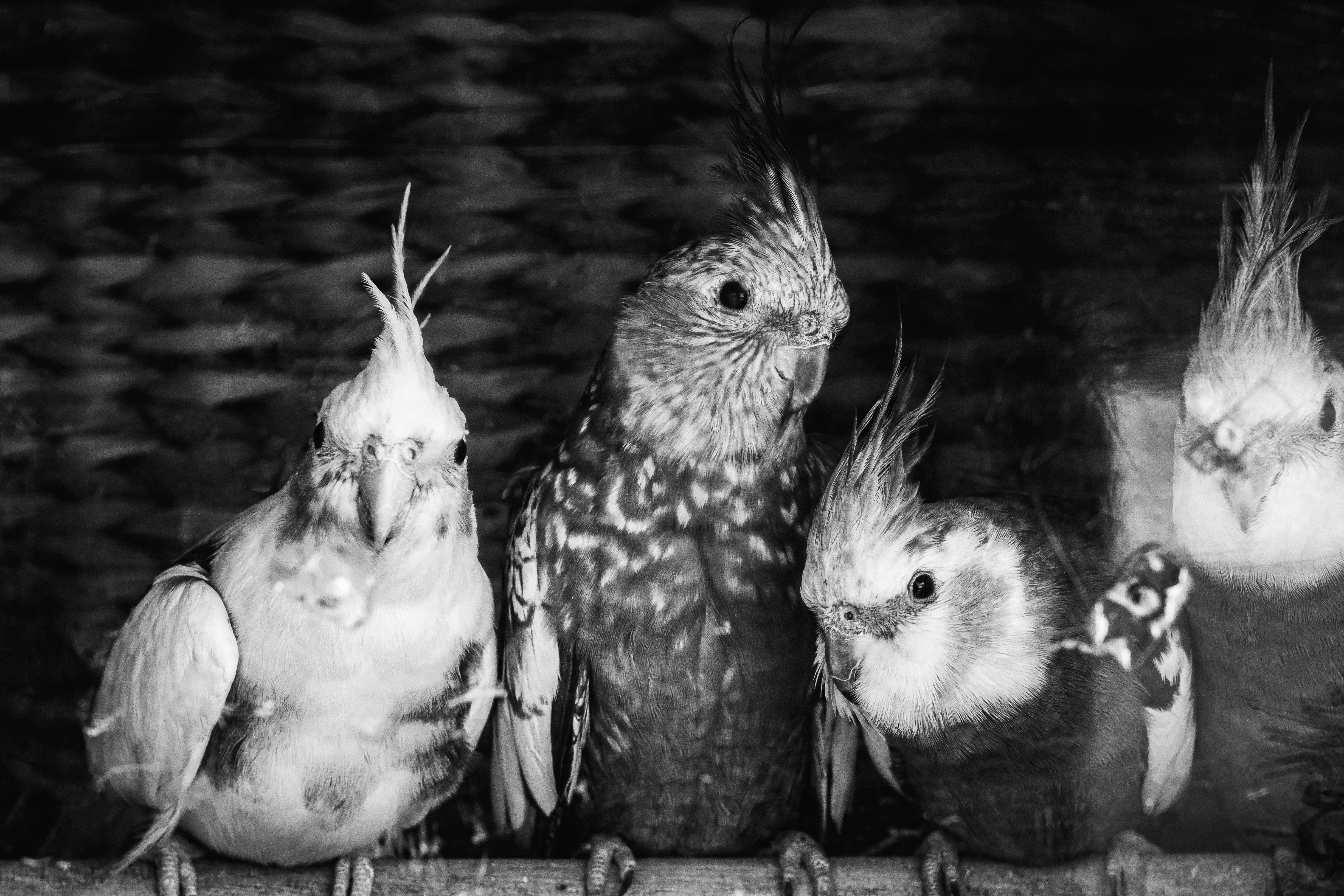 Five Cockatiels Perched Along a Weathered Rail