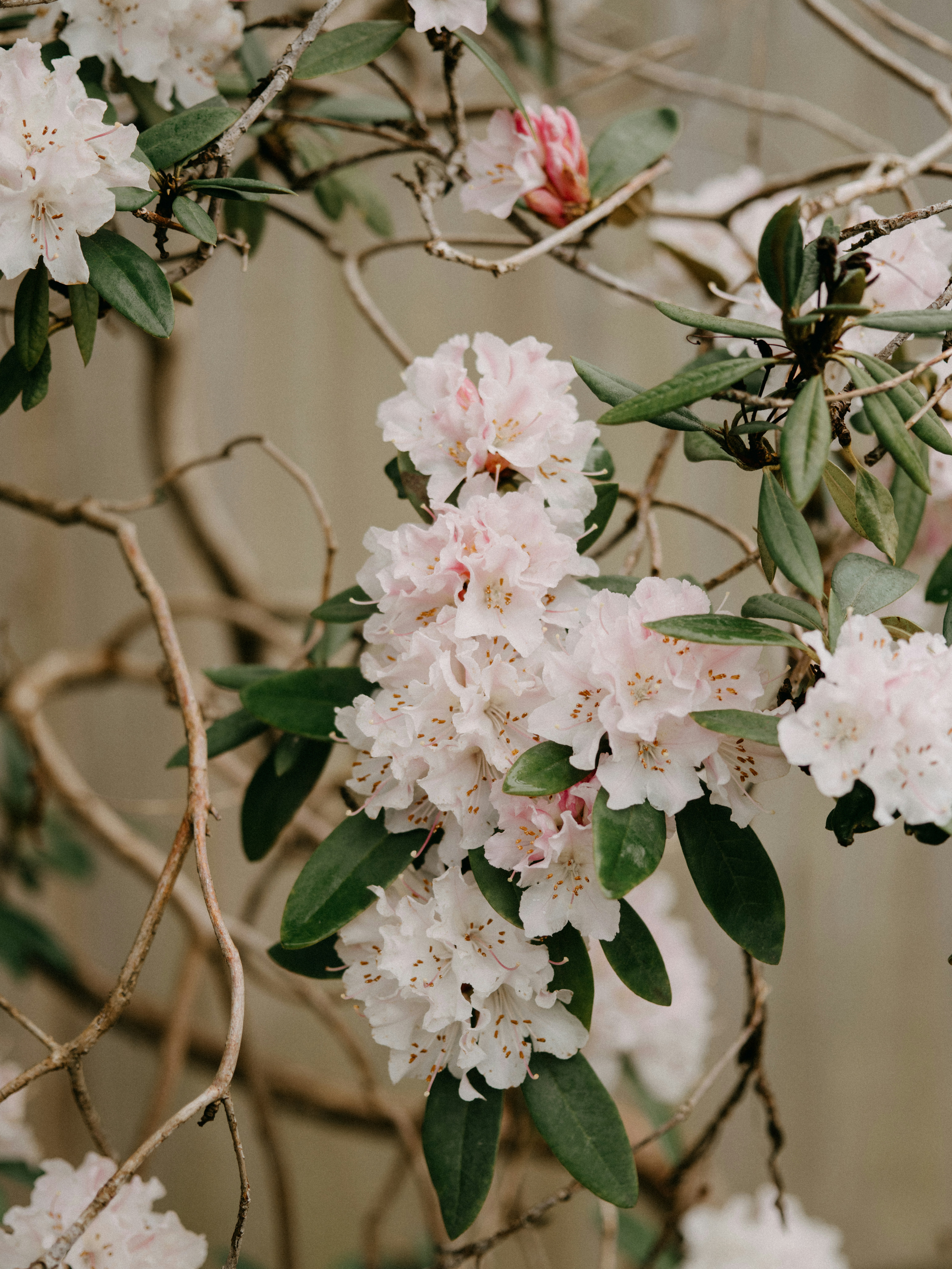 A bunch of flowers that are on a tree photo – Free Nature Image on Unsplash