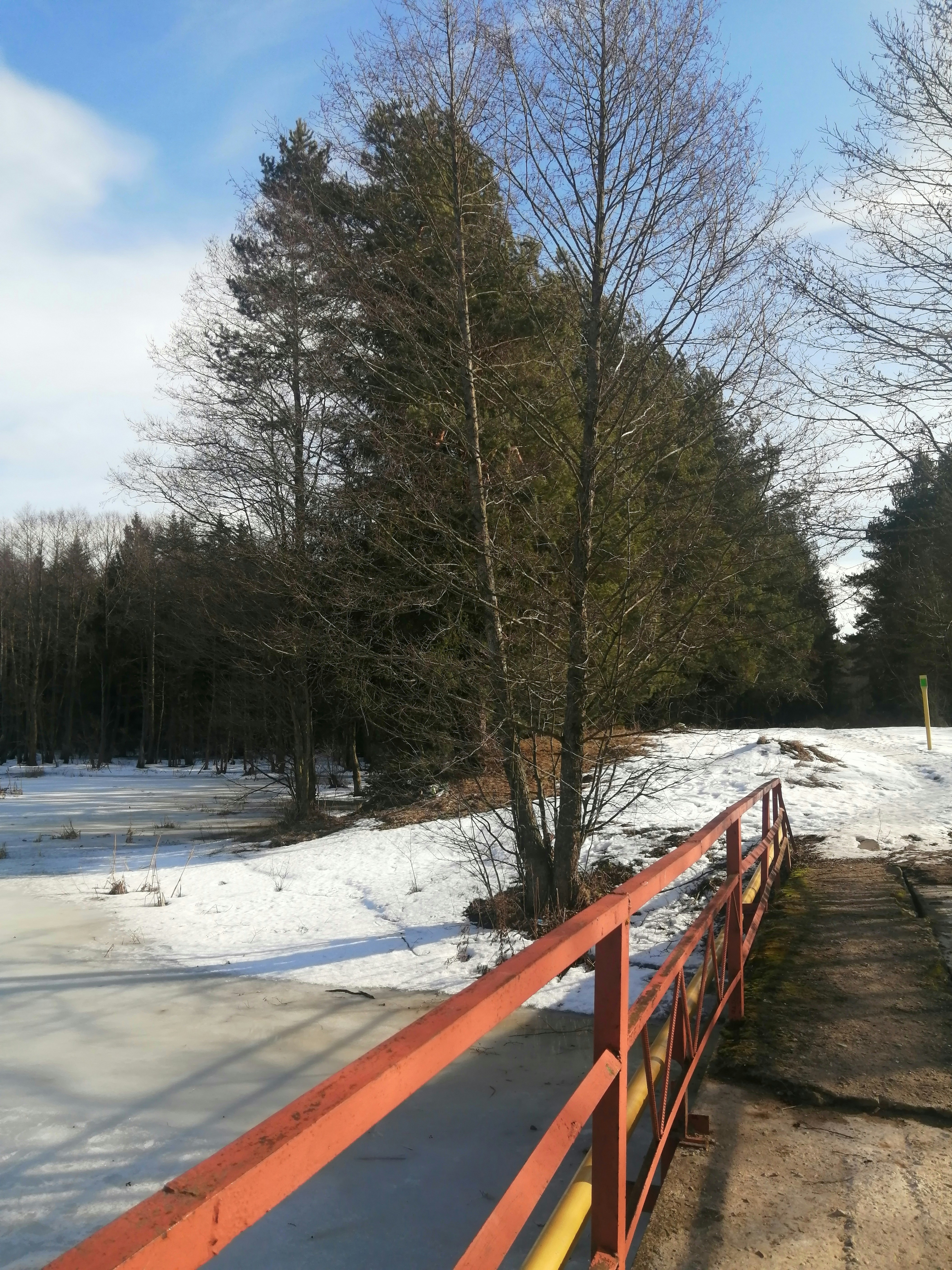 Crimson Rail Tracing a Snowbound Path Through Quiet Pines