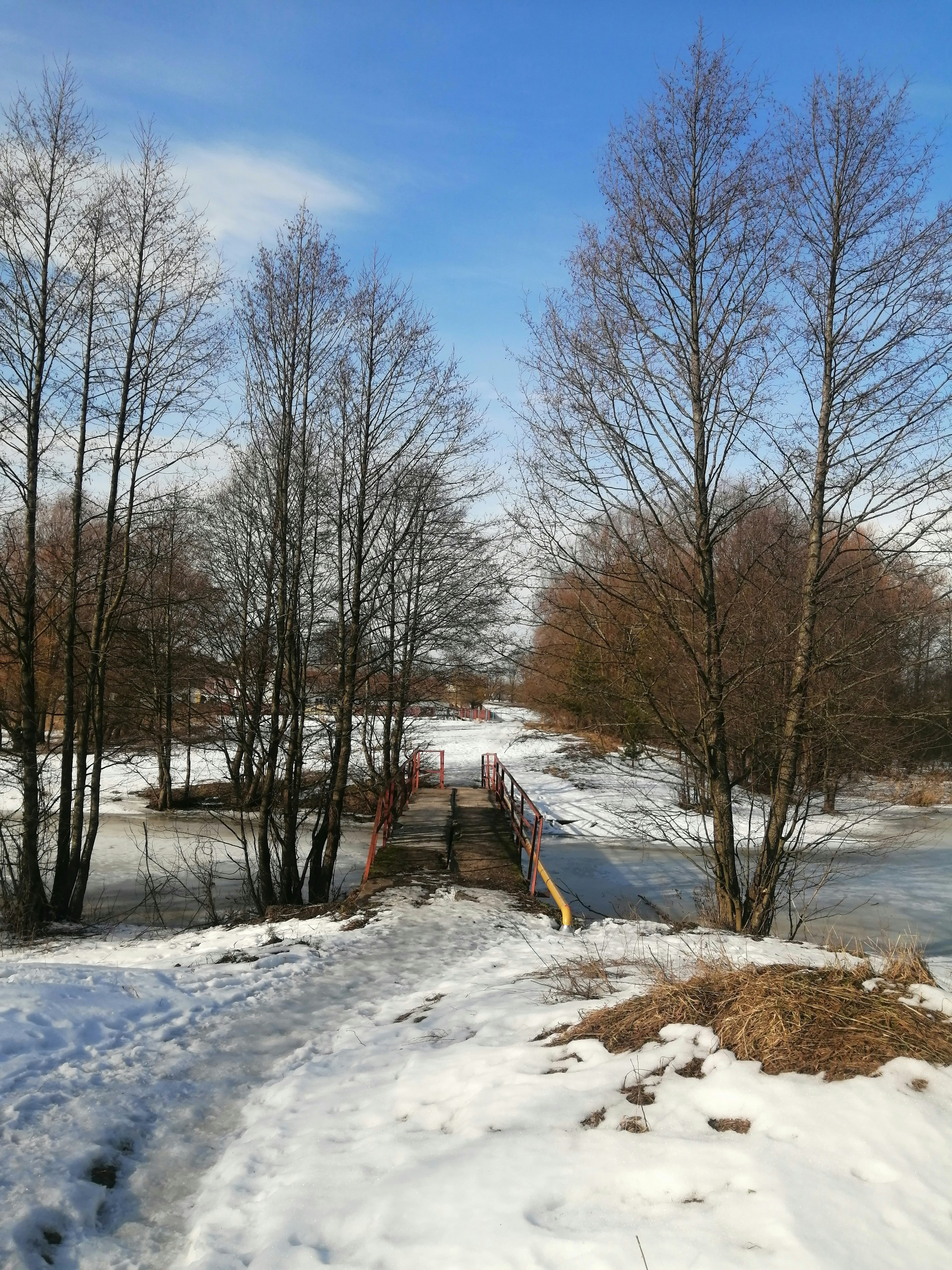 Crimson Rail Bridge Framed by Winter's Bare Trees