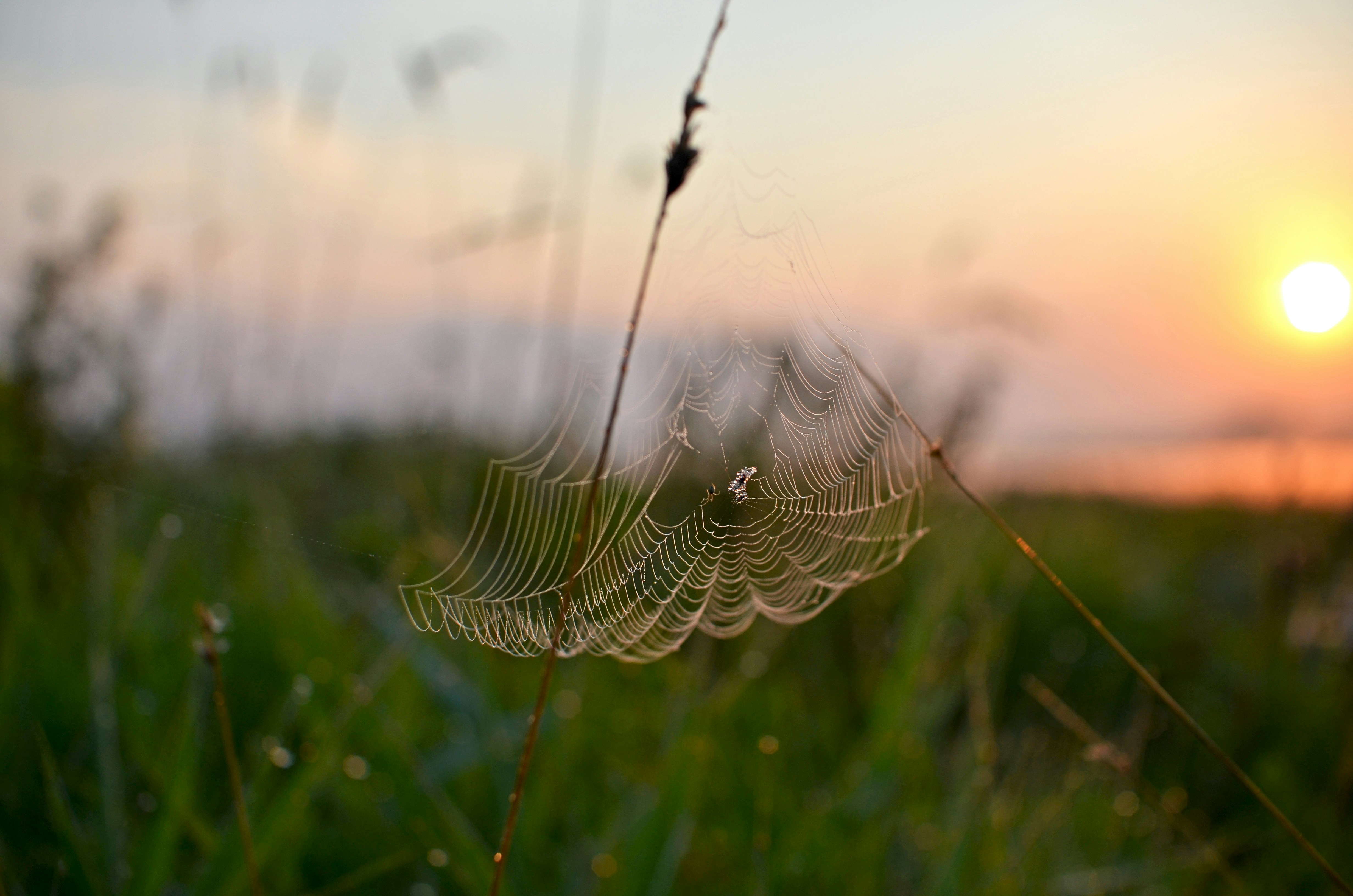 A spider web in the middle of a grassy field photo – Free Spider Image ...