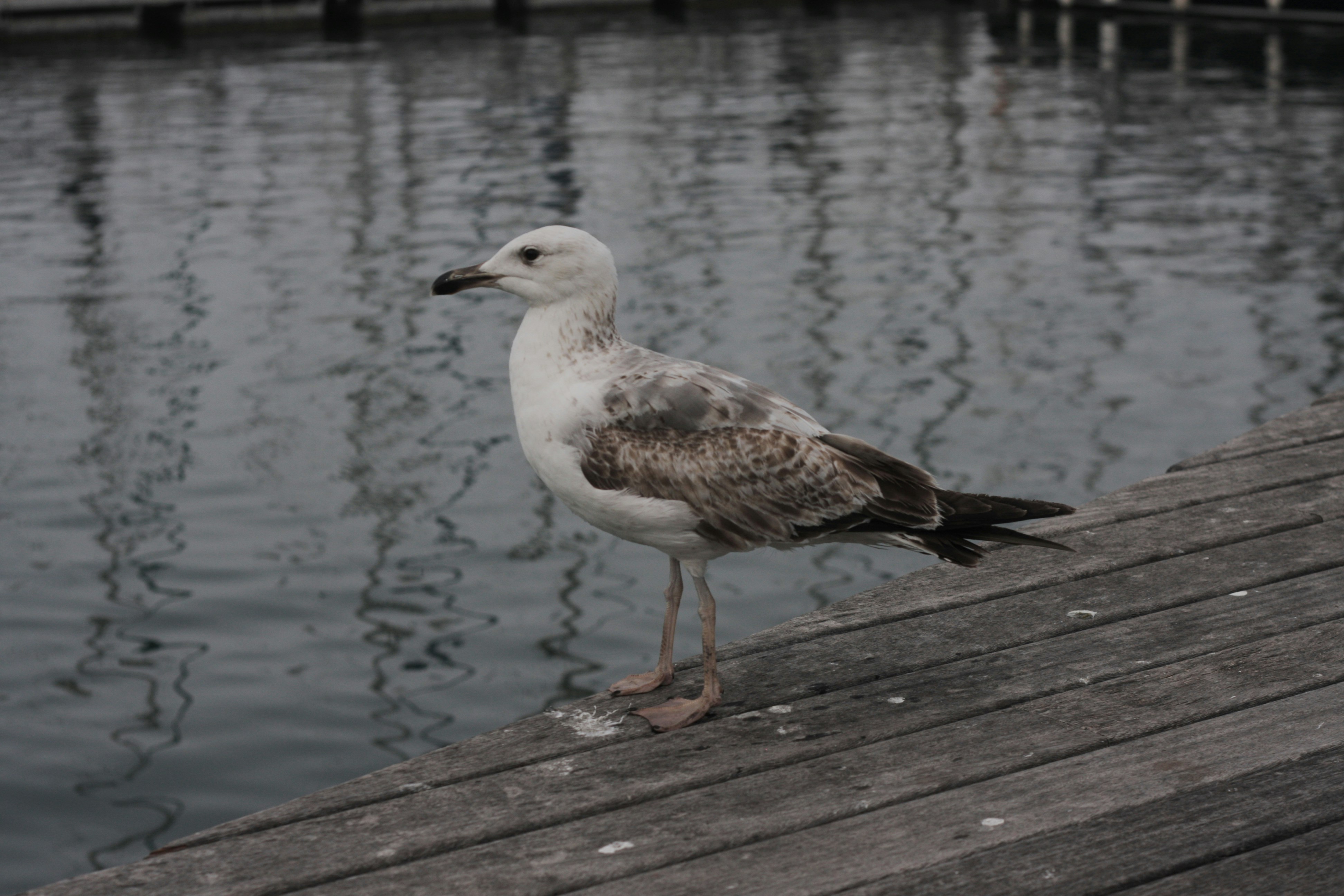 Weathered Dock Sentinel: A Seagull Perches by Quiet Waters