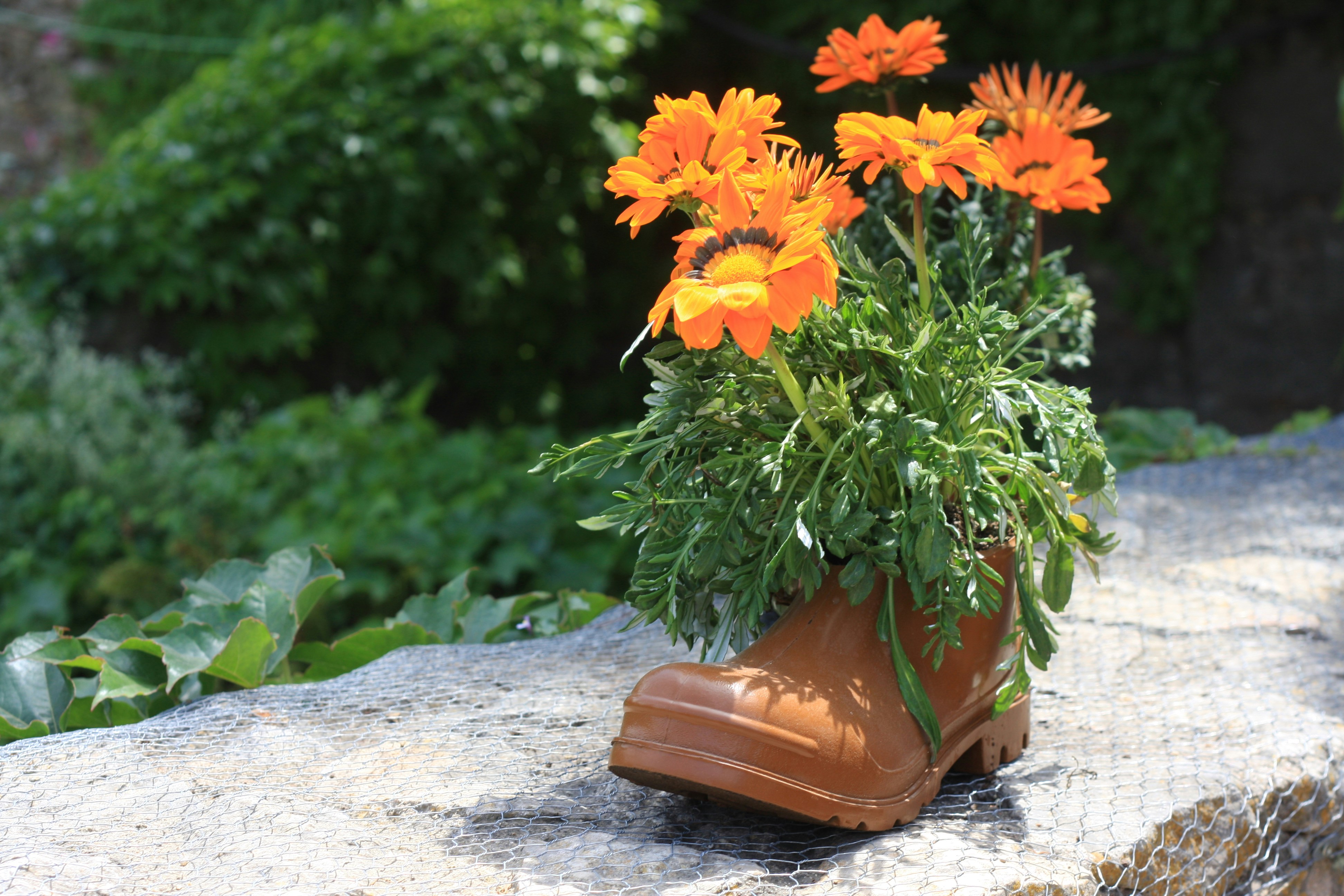 Orange blossoms bloom from a single boot planter on a sunlit stone ledge
