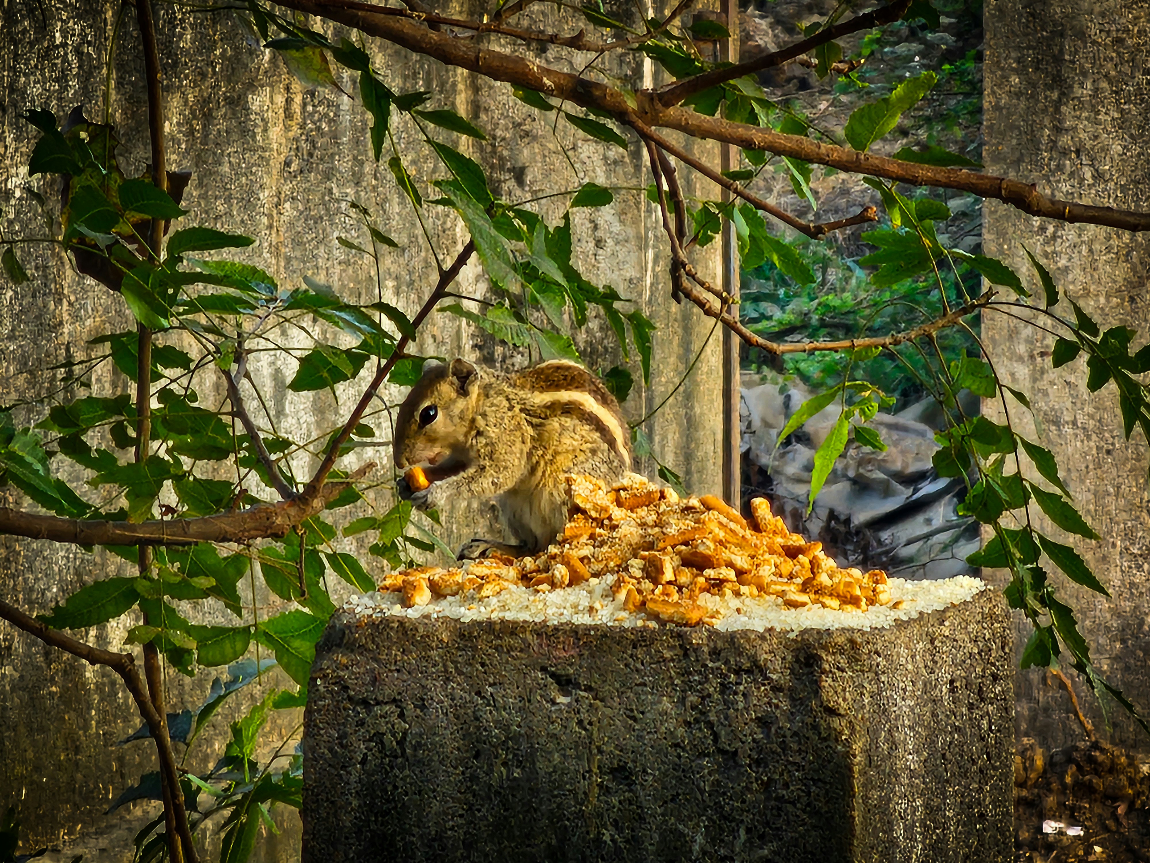 Nut-Gathering Sentinel on a Crumb-Capped Concrete Pedestal