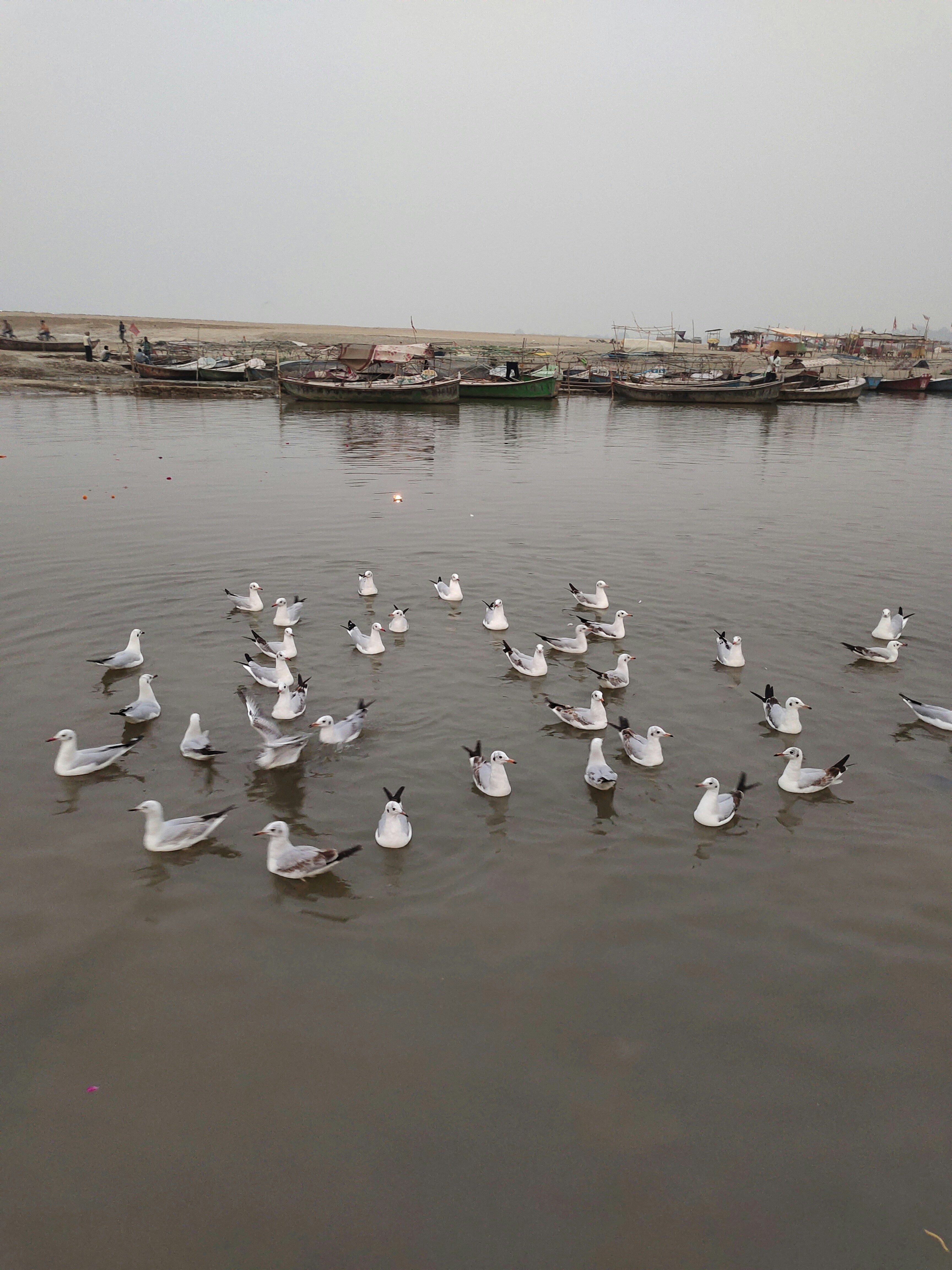 Gull Assembly Over a Quiet Harbor in Gray Light