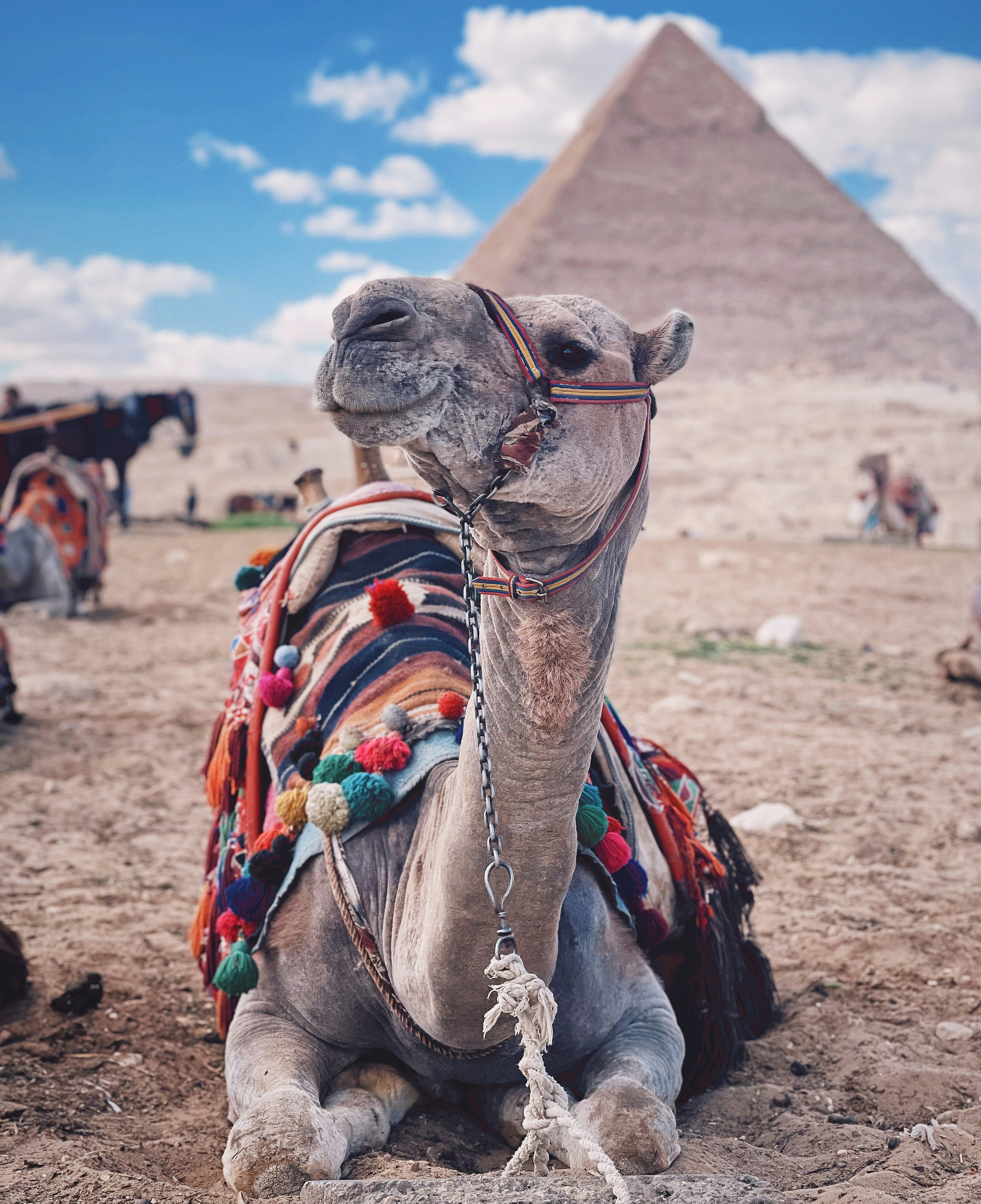 A camel with a saddle sits in front of a pyramid photo – Free Great ...