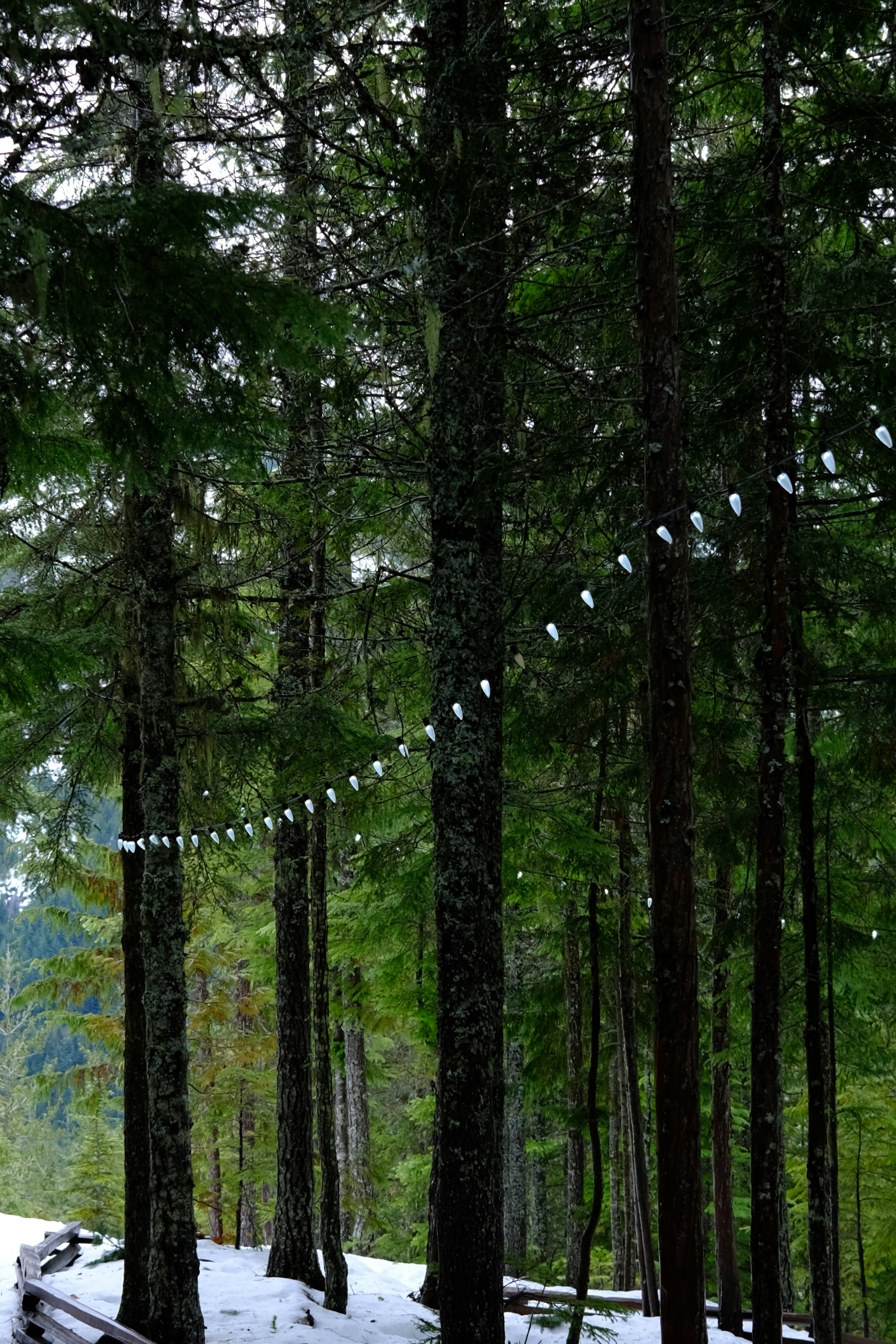 Midwinter Glow: String Lights Across a Snow-Dusted Pine Corridor