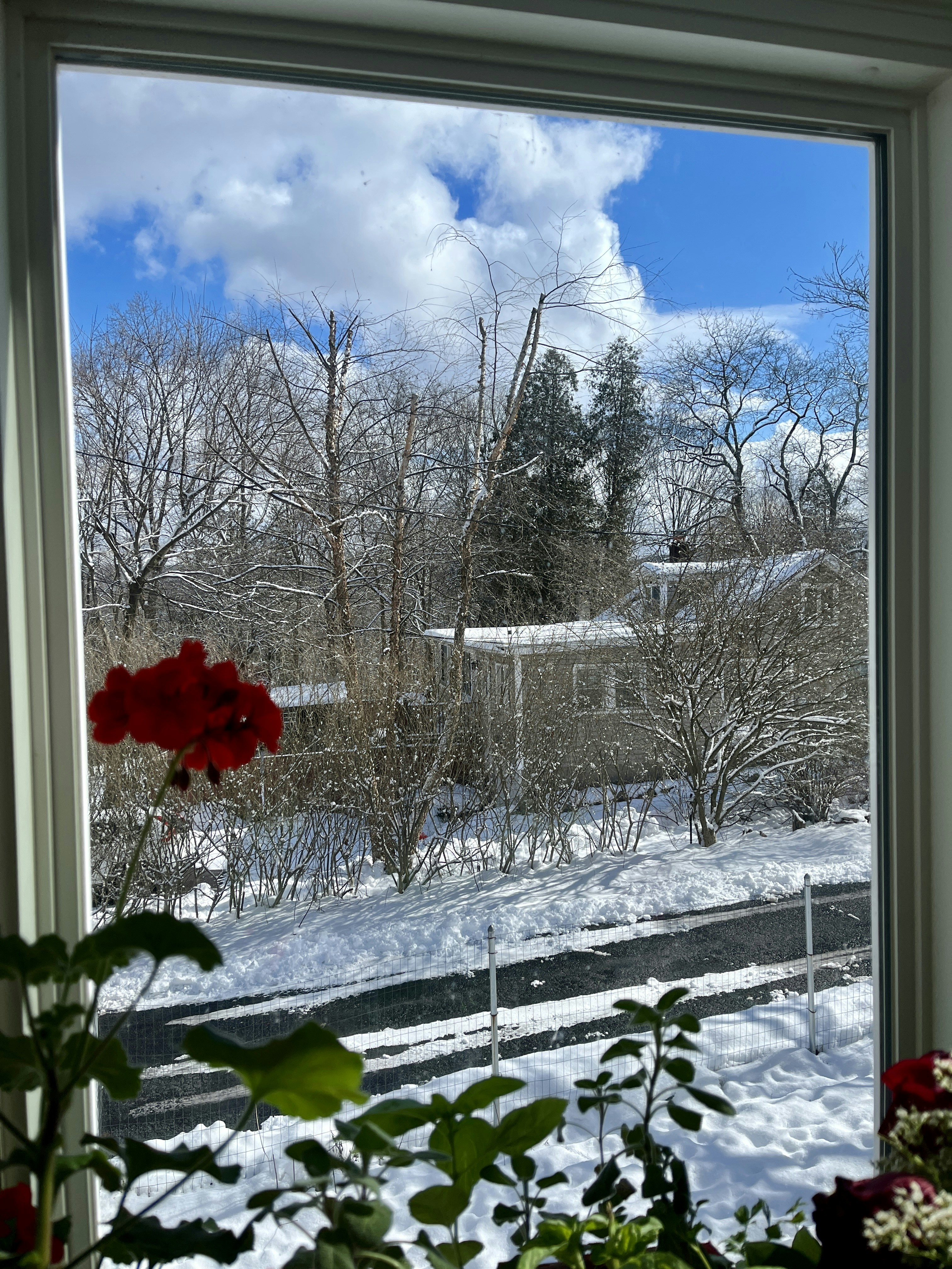 Crimson Bloom Framing a Snowbound Suburb Through a Window