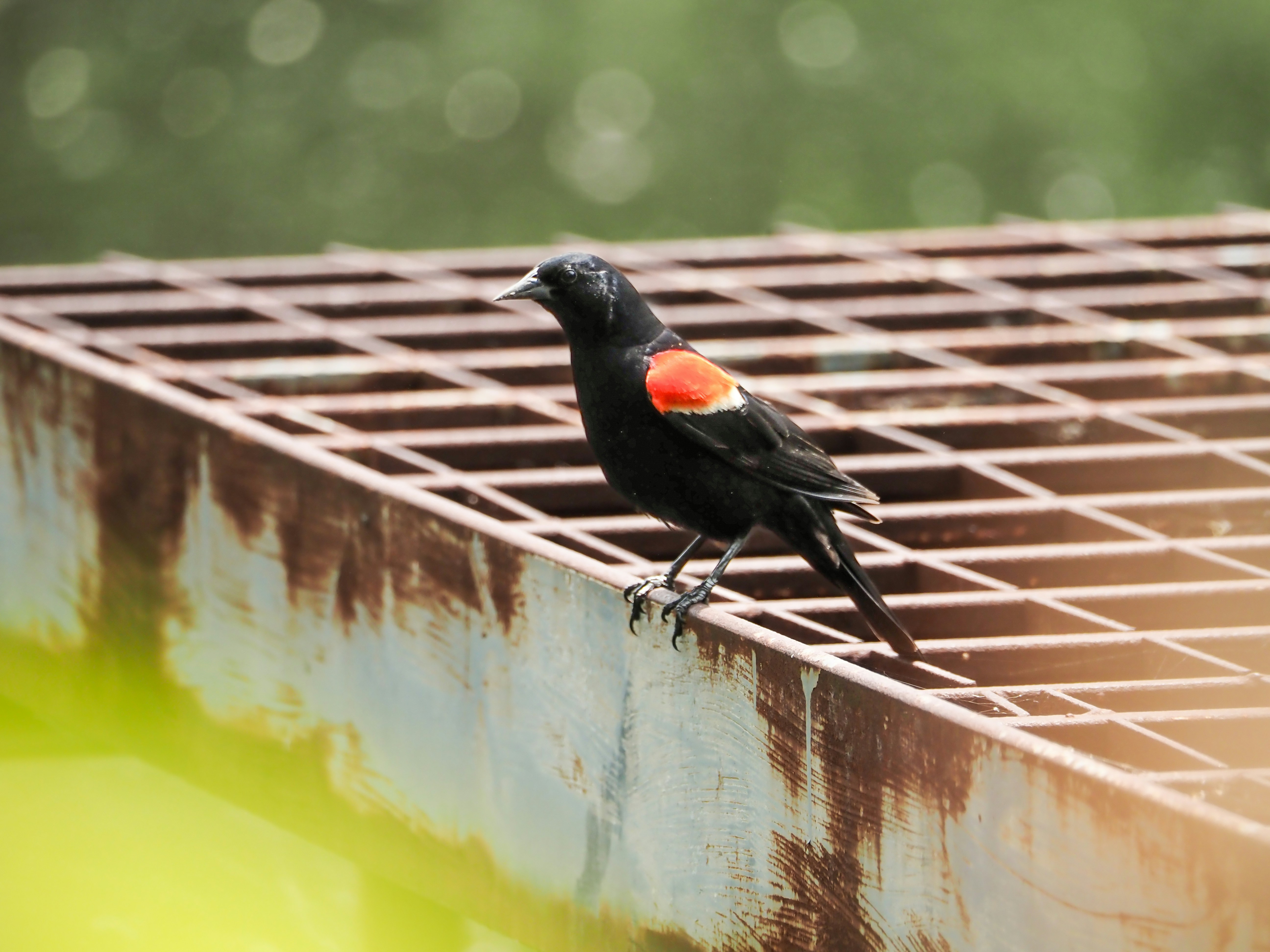Red-Winged Sentinel on a Rusted Grid