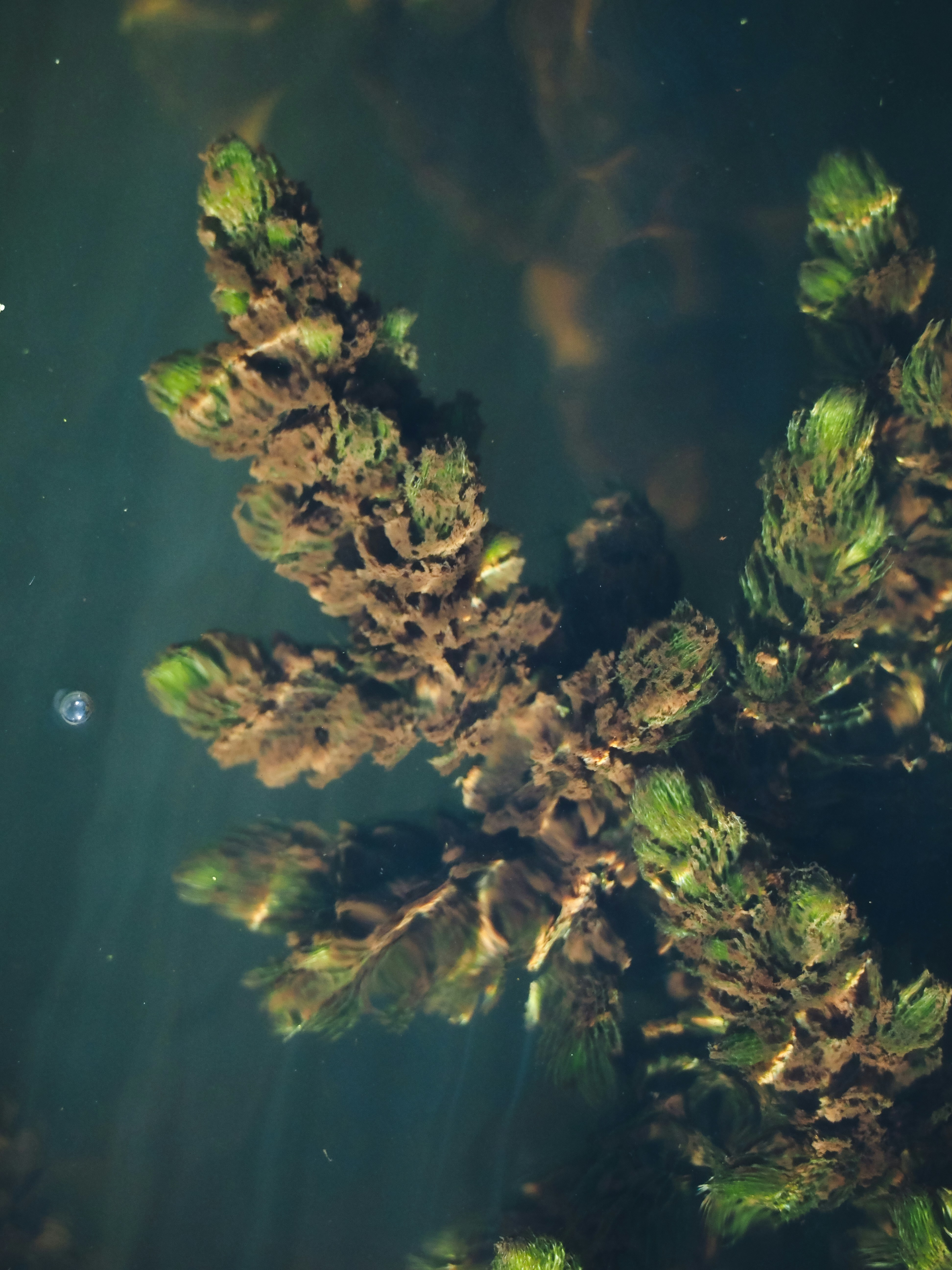 A group of trees that are in the water photo – Free Aquatic Image on ...