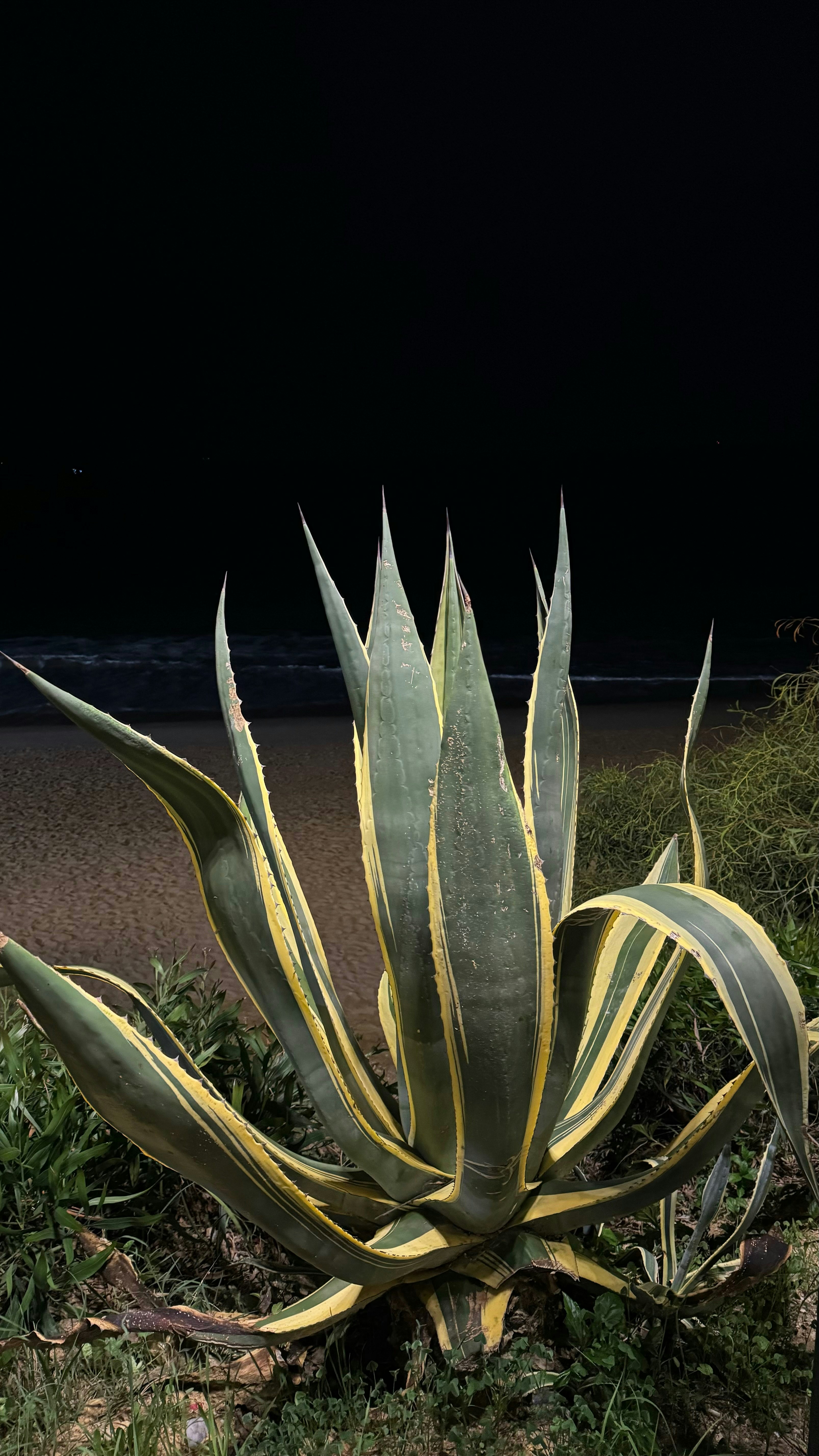 Nocturnal Agave: Side-lit Variegation by the Quiet Shore