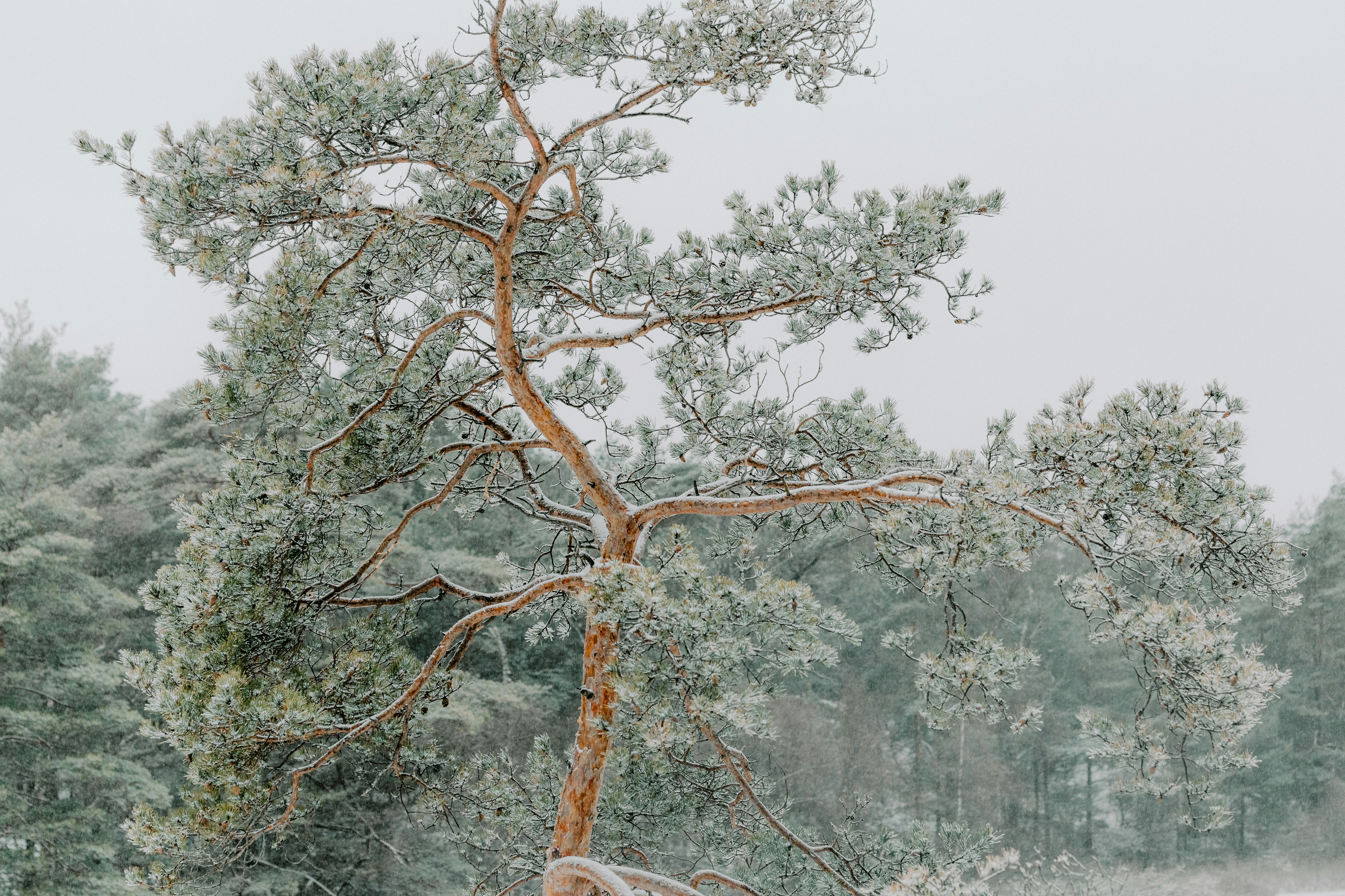 Snowbound Sentinel: A Wind-Sculpted Pine in Frosted Light