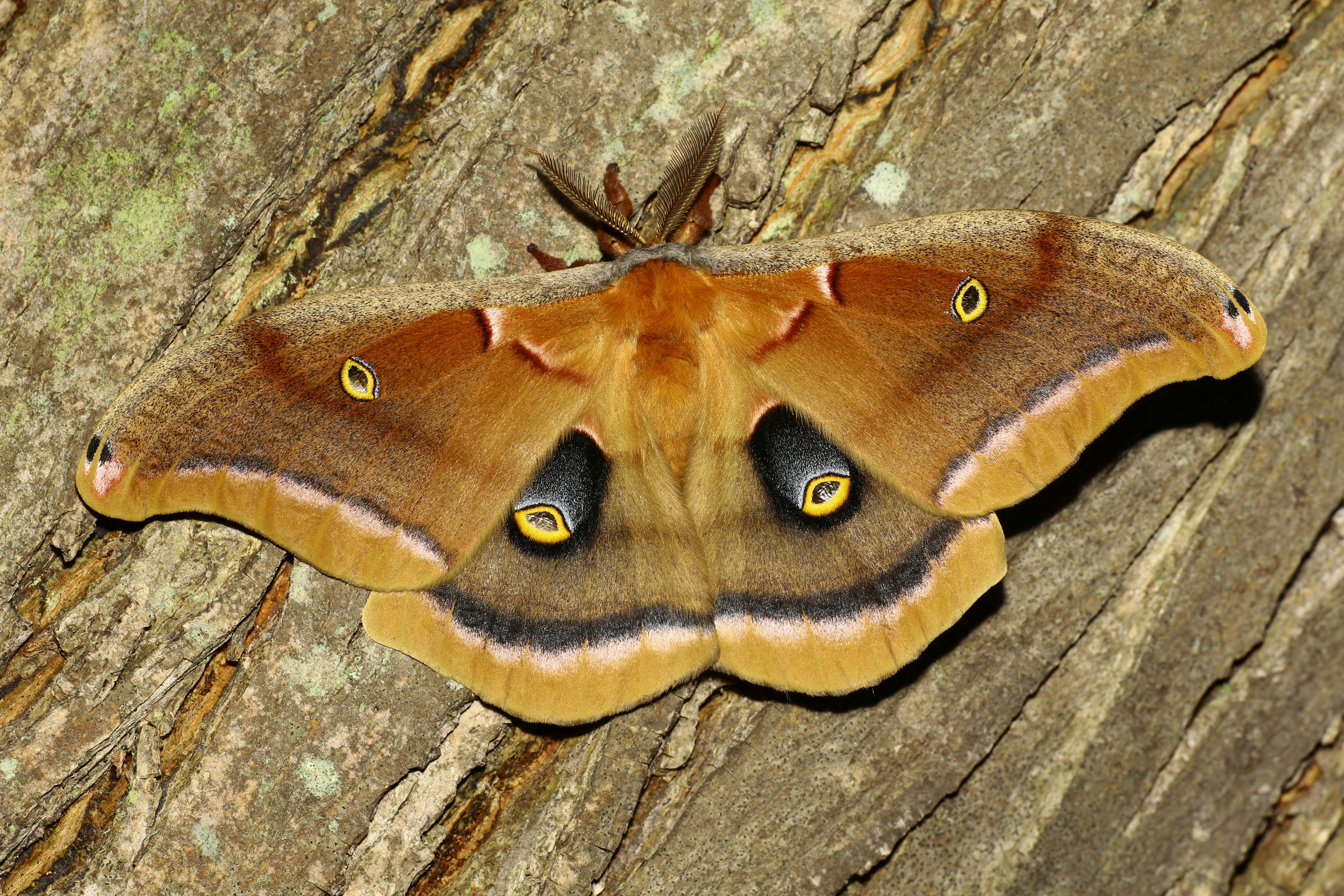 Amber Wings on Weathered Bark: A Polyphemus-like Moth at Rest