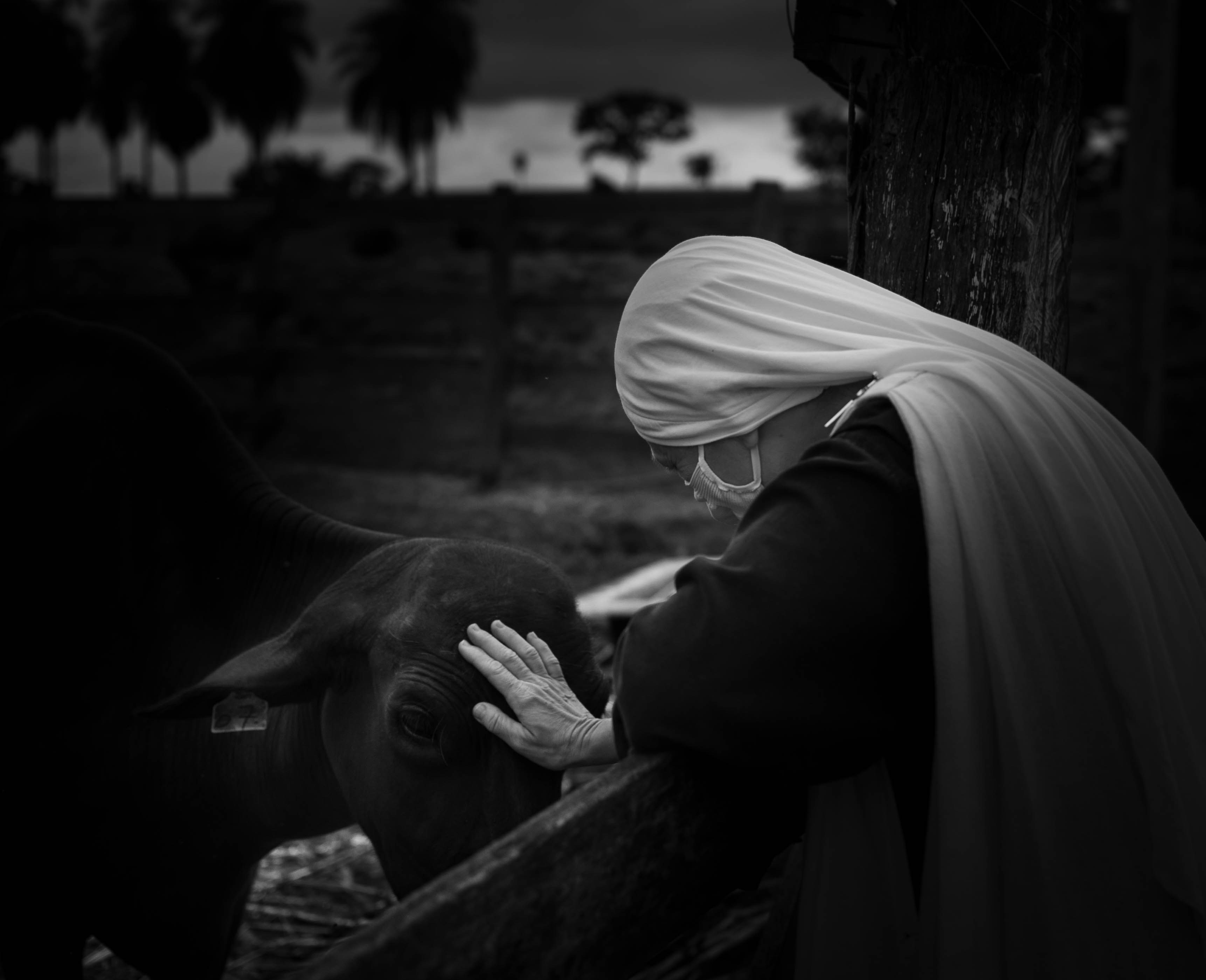 Veiled Solace: A Woman Comforts a Cow in Dusk's Quiet Field