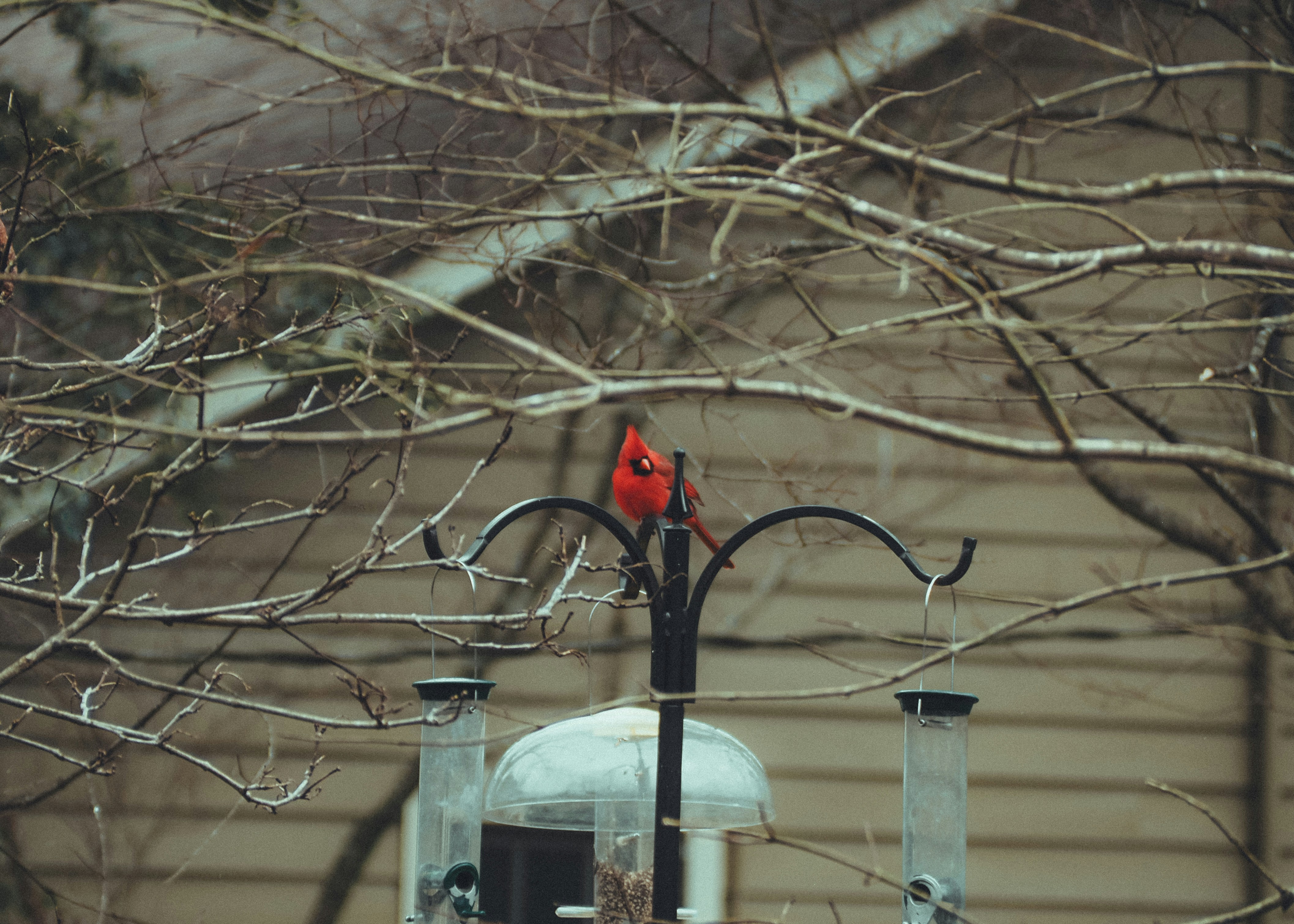 Scarlet Sentinel on a Feeder Amid Winter Branchwork