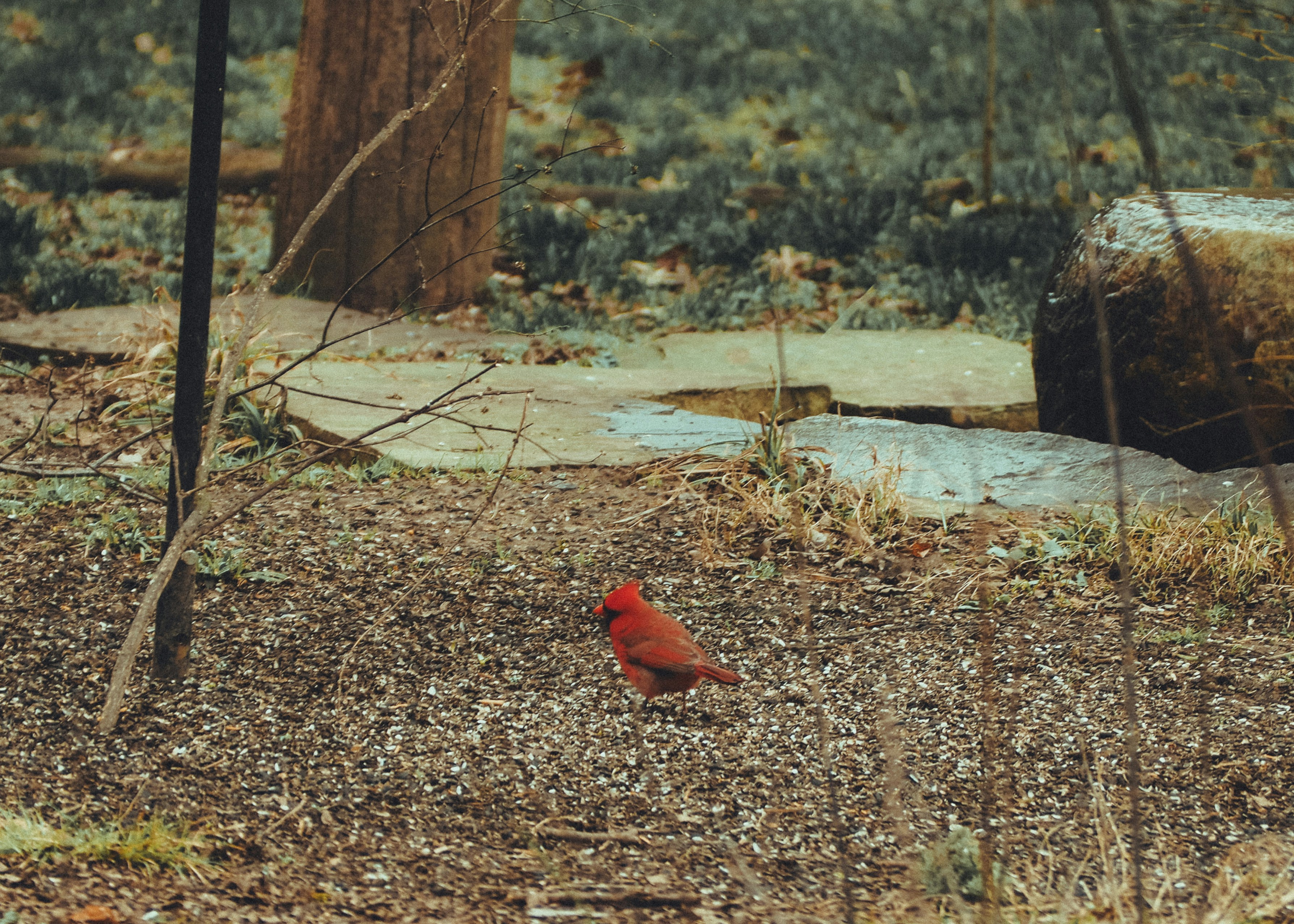 Scarlet Cardinal on a Pebble Stage: Quiet Garden Moment