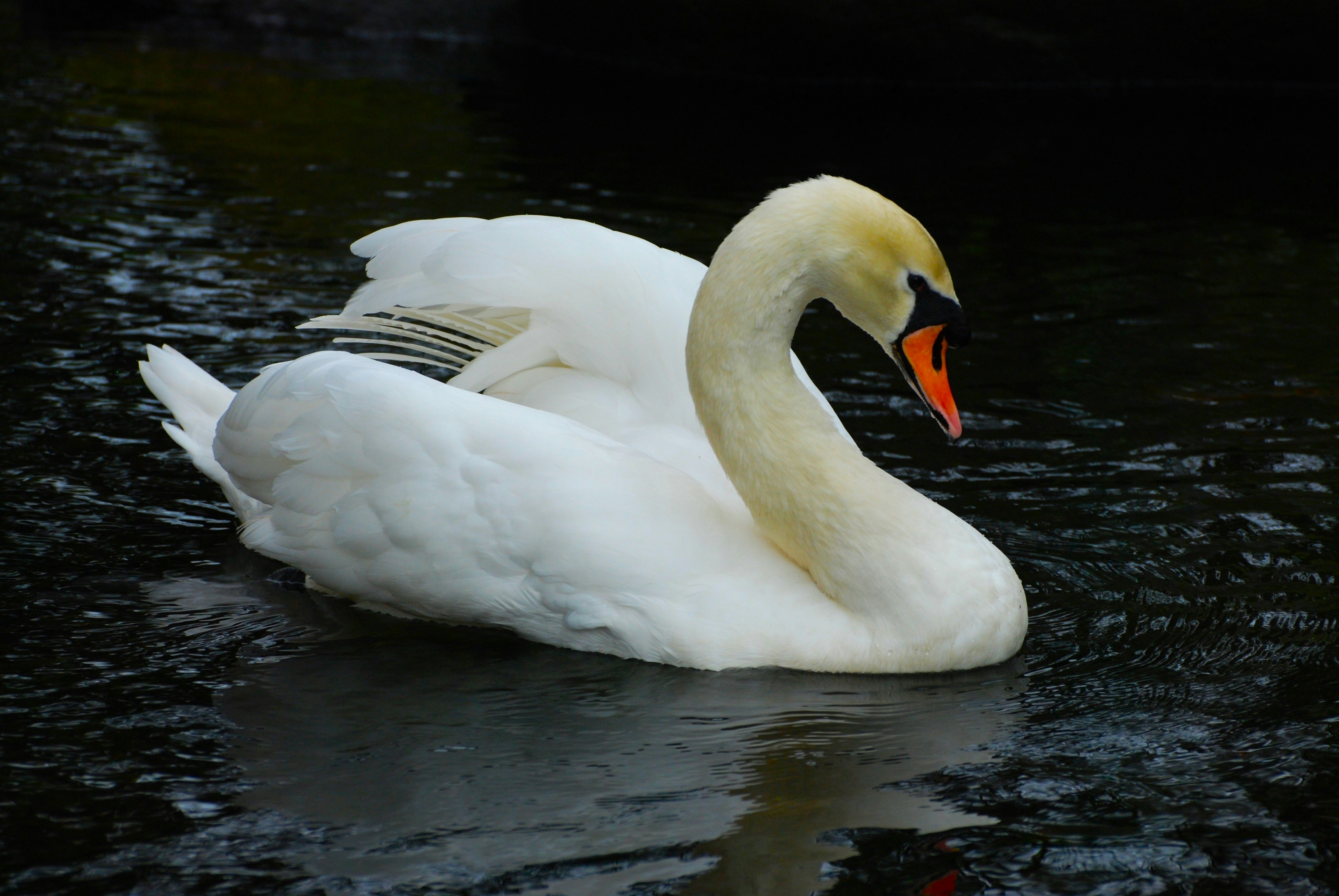 If you use my photos please consider "buying me a coffee" at https://www.buymeacoffee.com/KerinGedge :) A graceful swan at the Willow Bank Wildlife Reserve South Island New Zealand