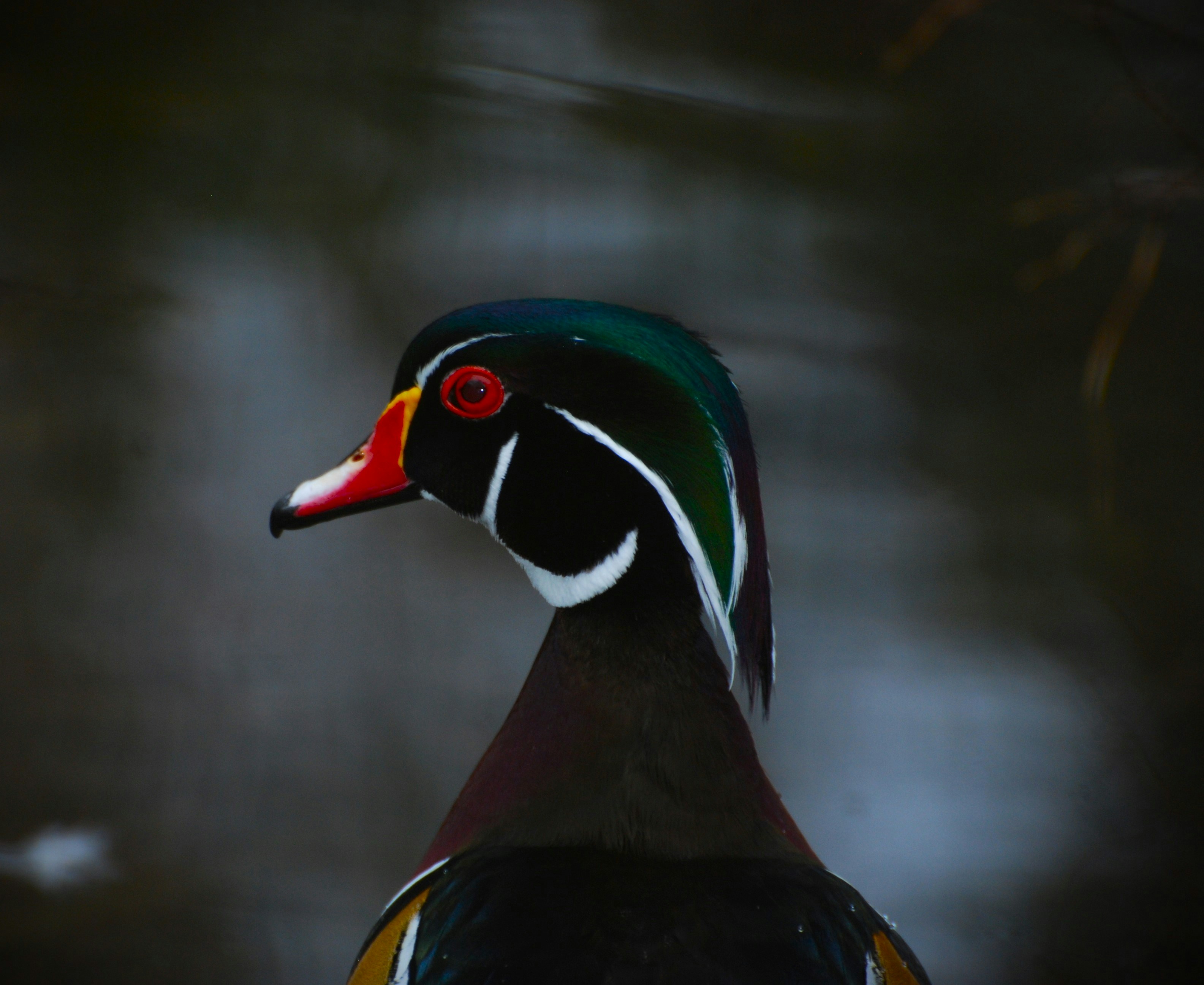 Emerald Crest, Crimson Eye: A Mallard Portrait in Focus