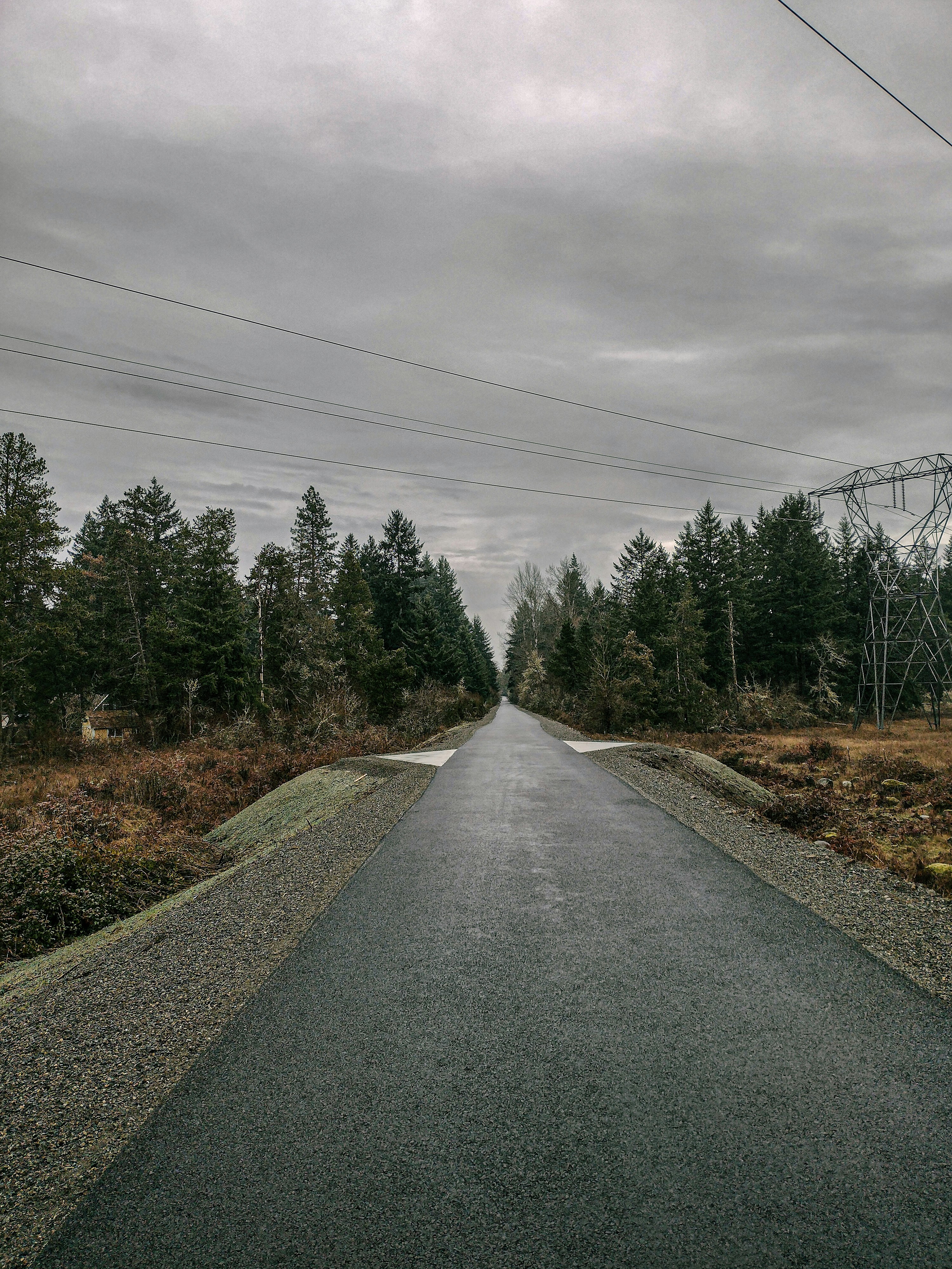 End of the Road: A Quiet, Overcast Corridor of Pines