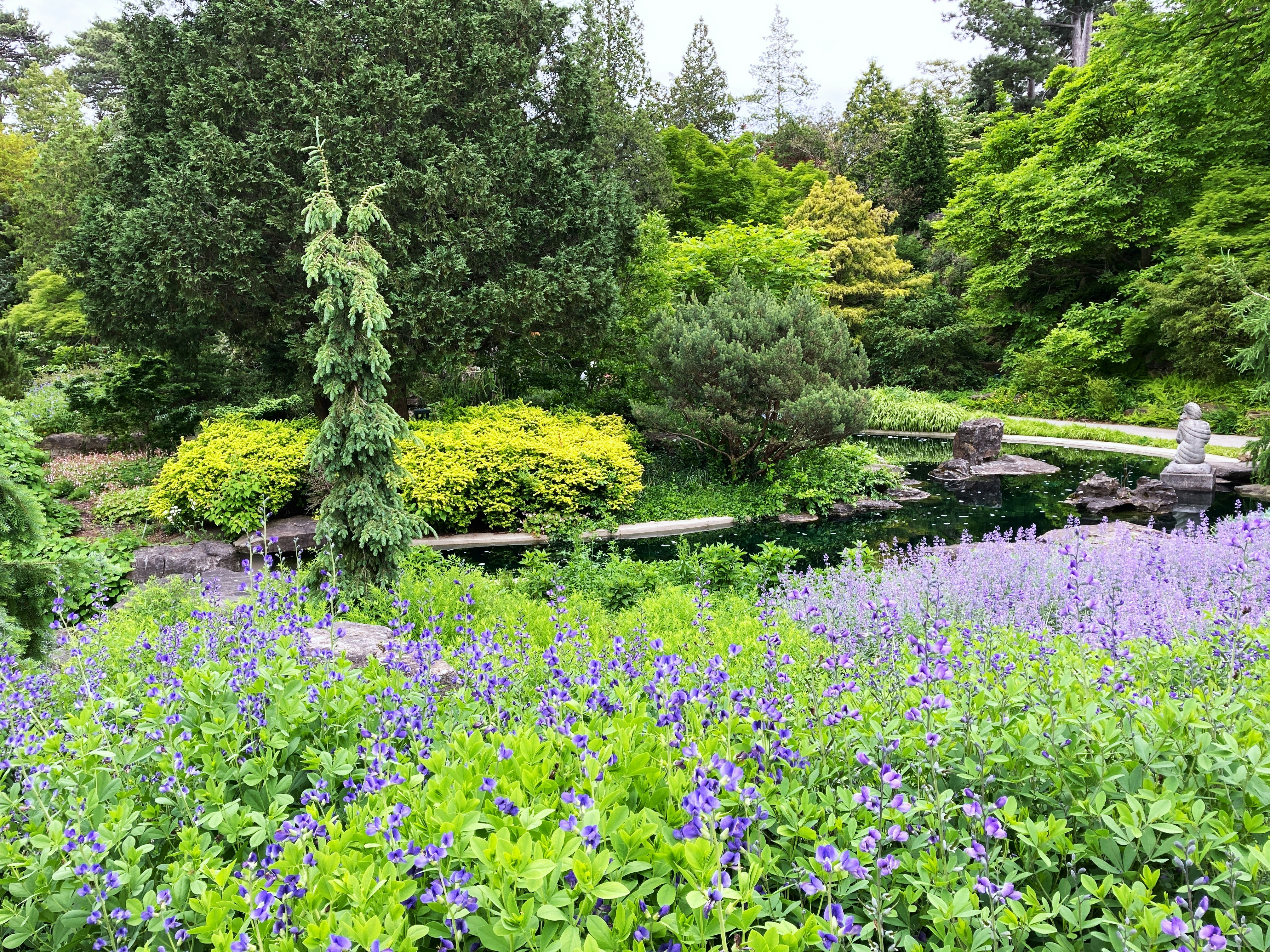 Lavender Border and Tranquil Pond in a Verdant Garden