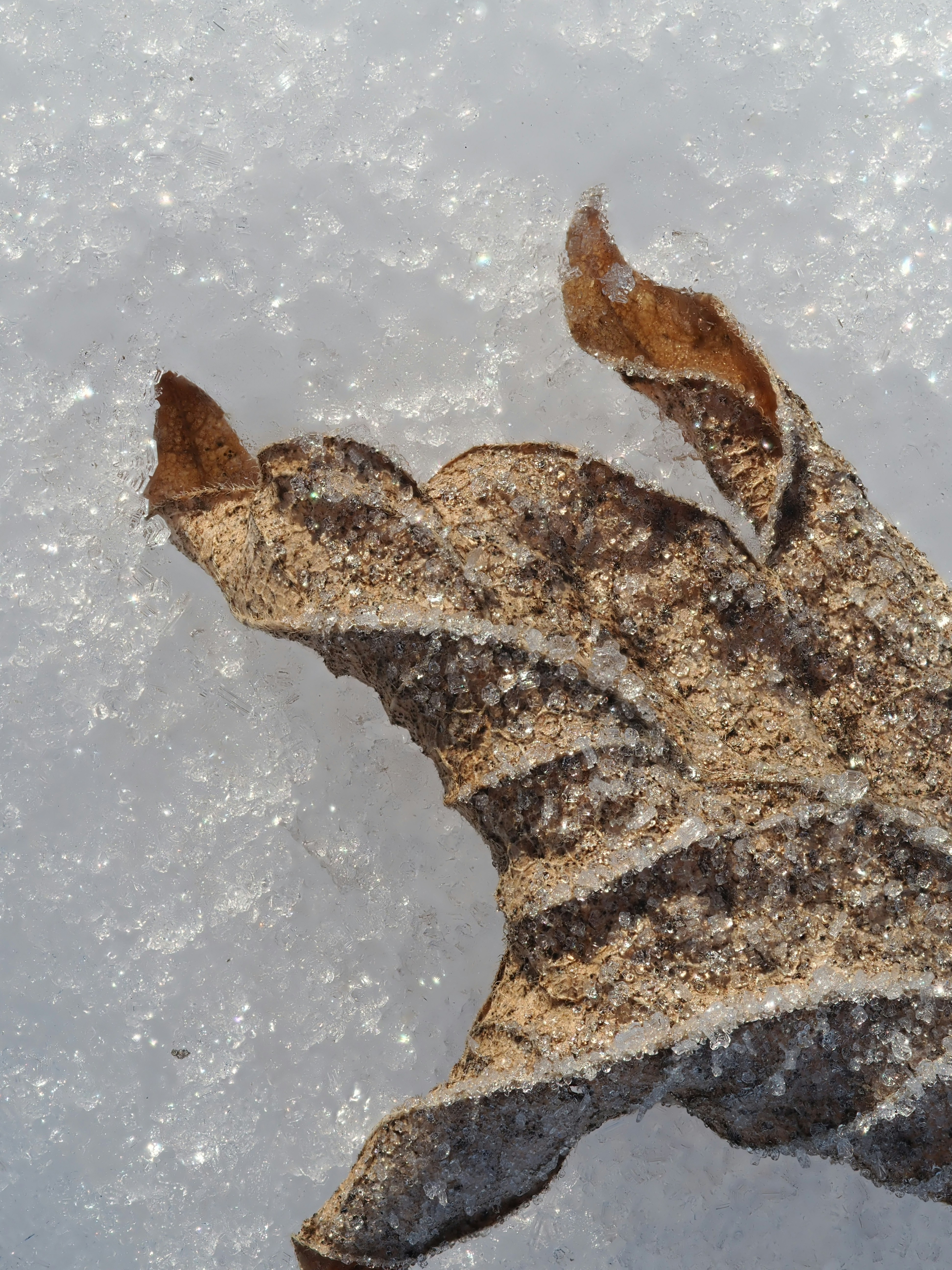 Dusty fossil fragment on glistening ice