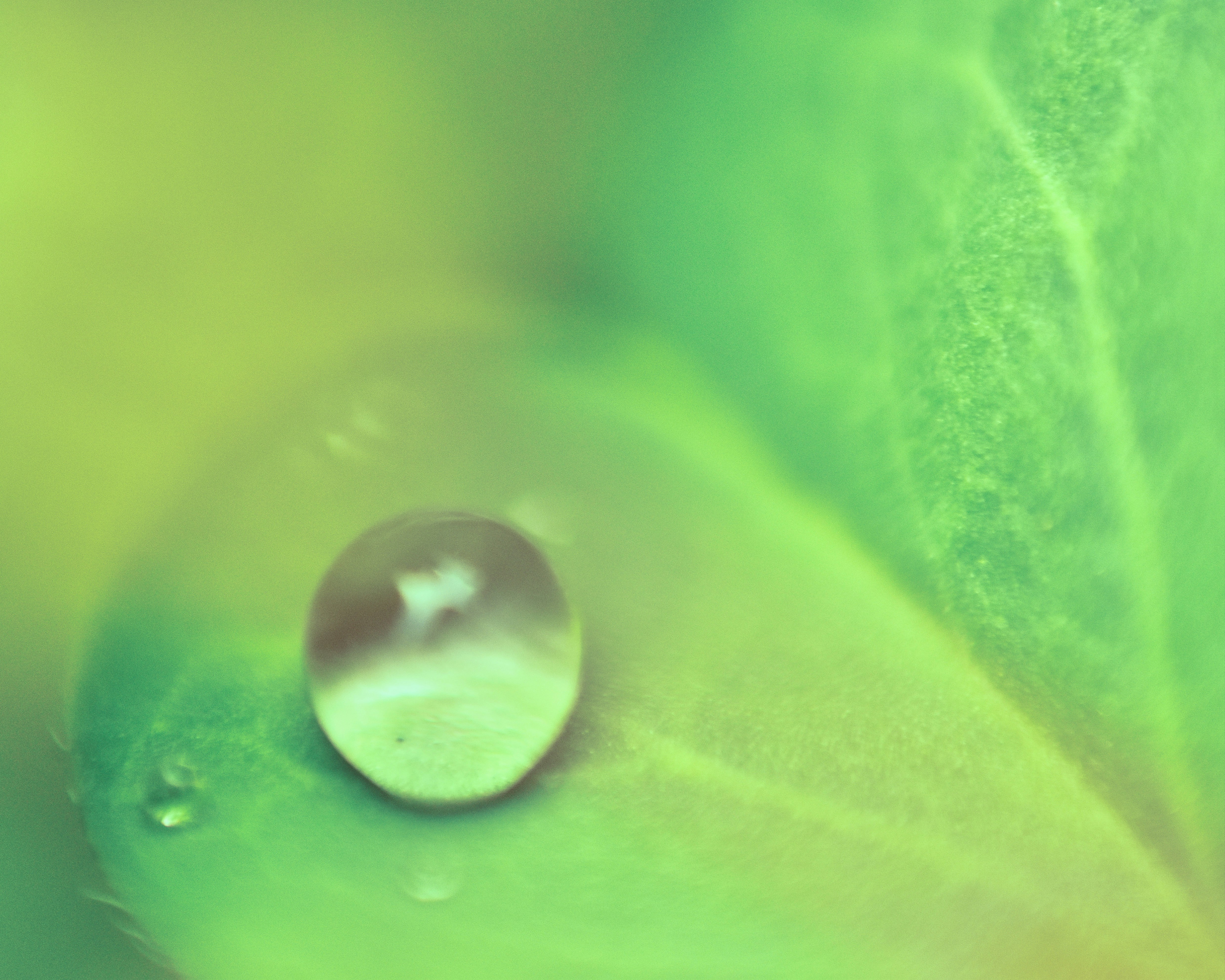 A drop of water sitting on top of a green leaf photo – Free Green Image ...