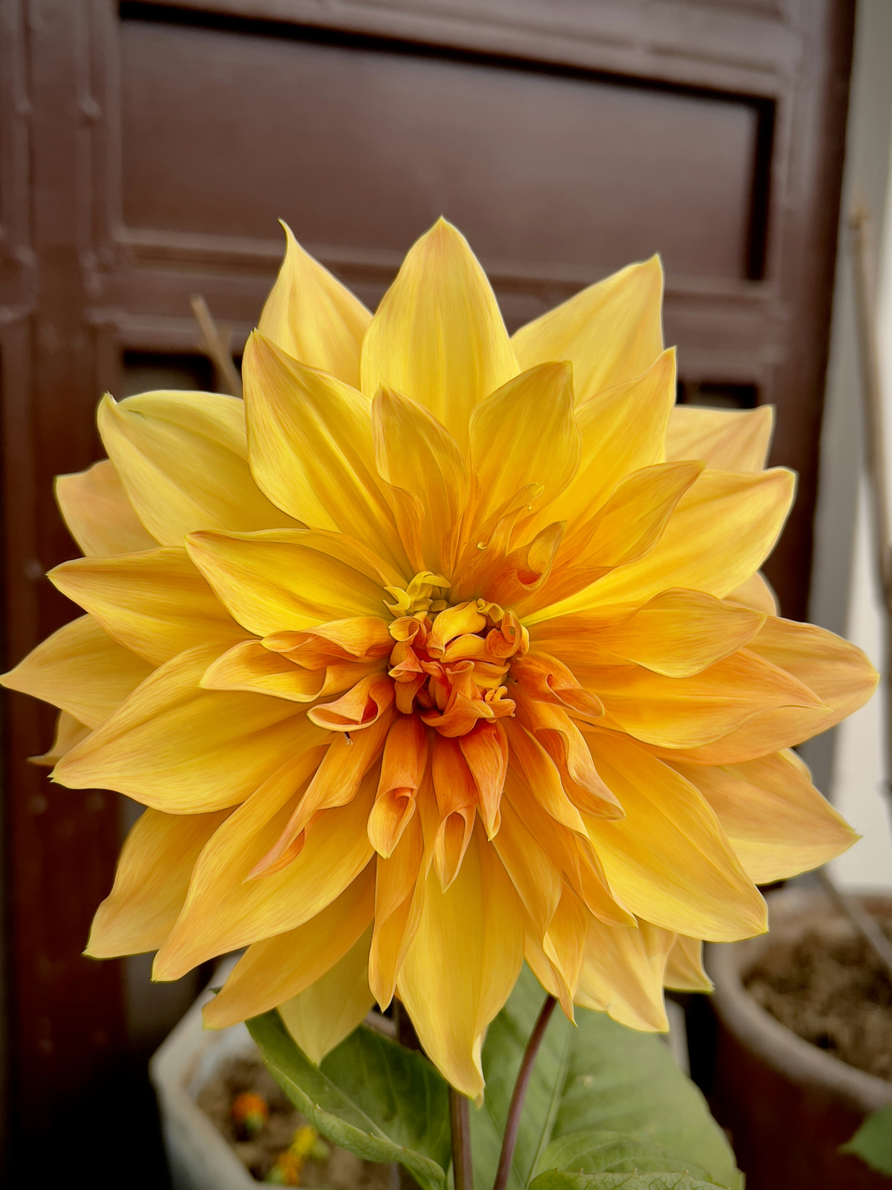 Golden Dahlia in Full Bloom against a Wooden Backdrop