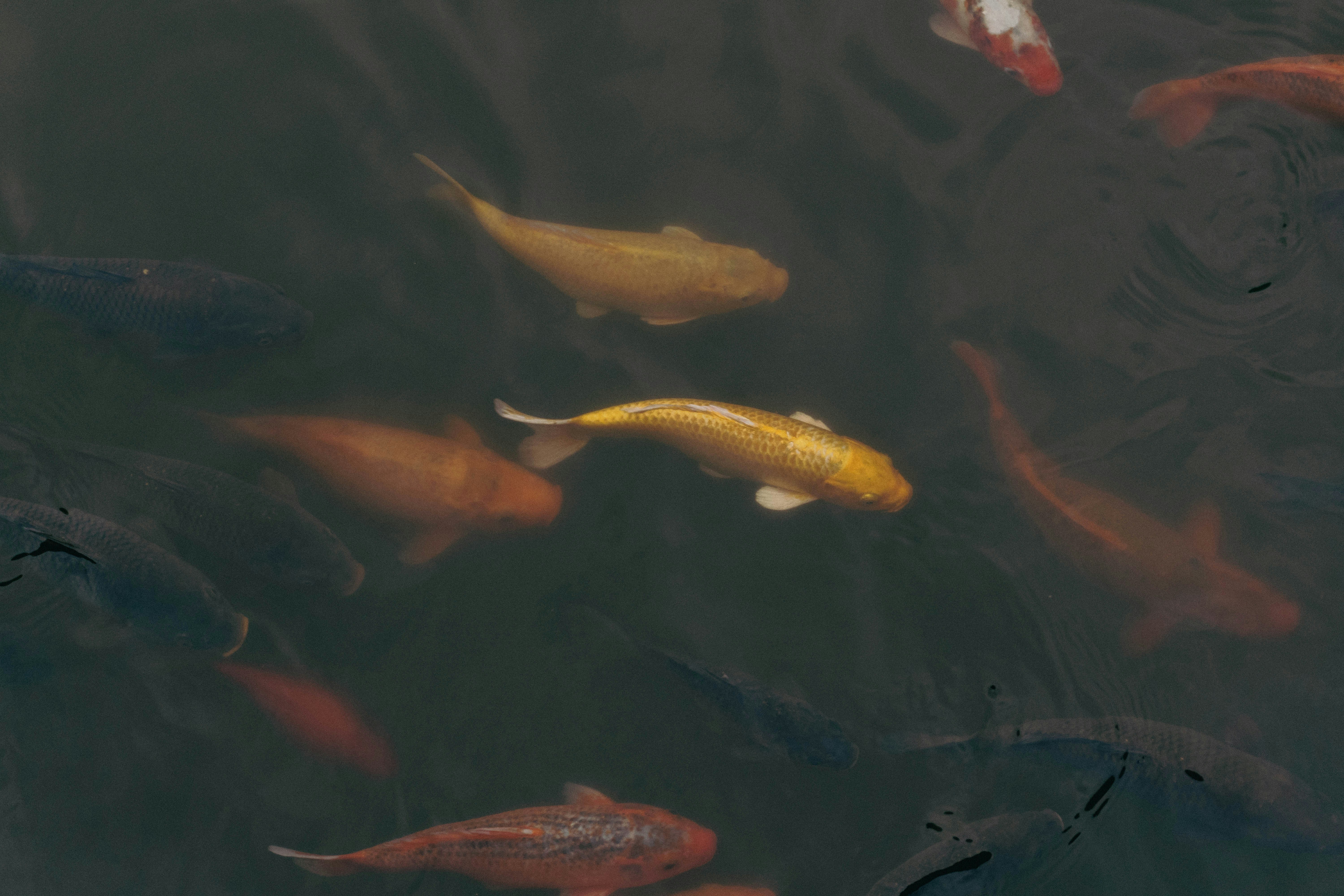 Sunlit Gold: a lone koi threads through shadowed water